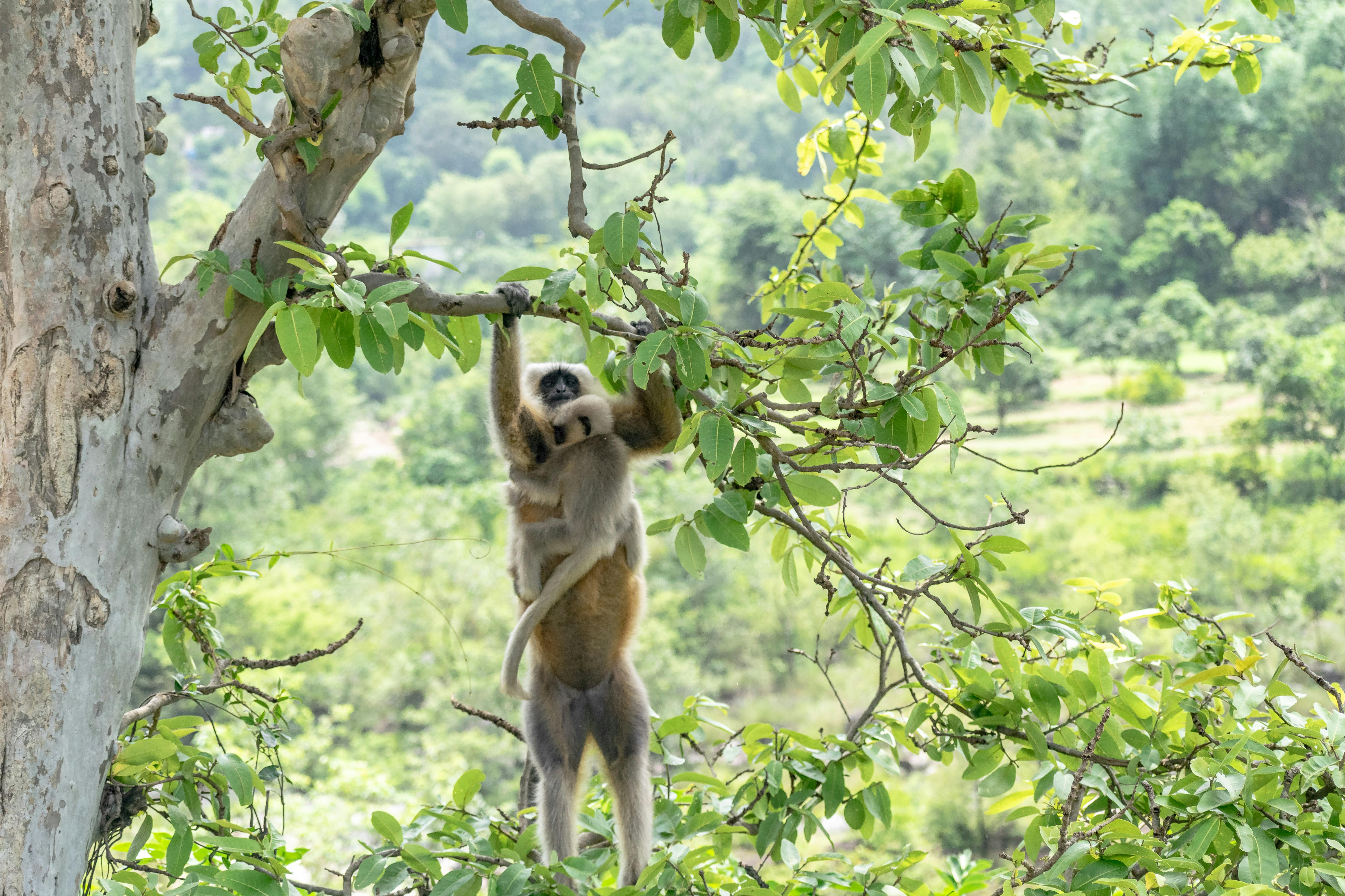 Baby Monkey Hugging His Mother Standing and Holding a Tree Branch ...