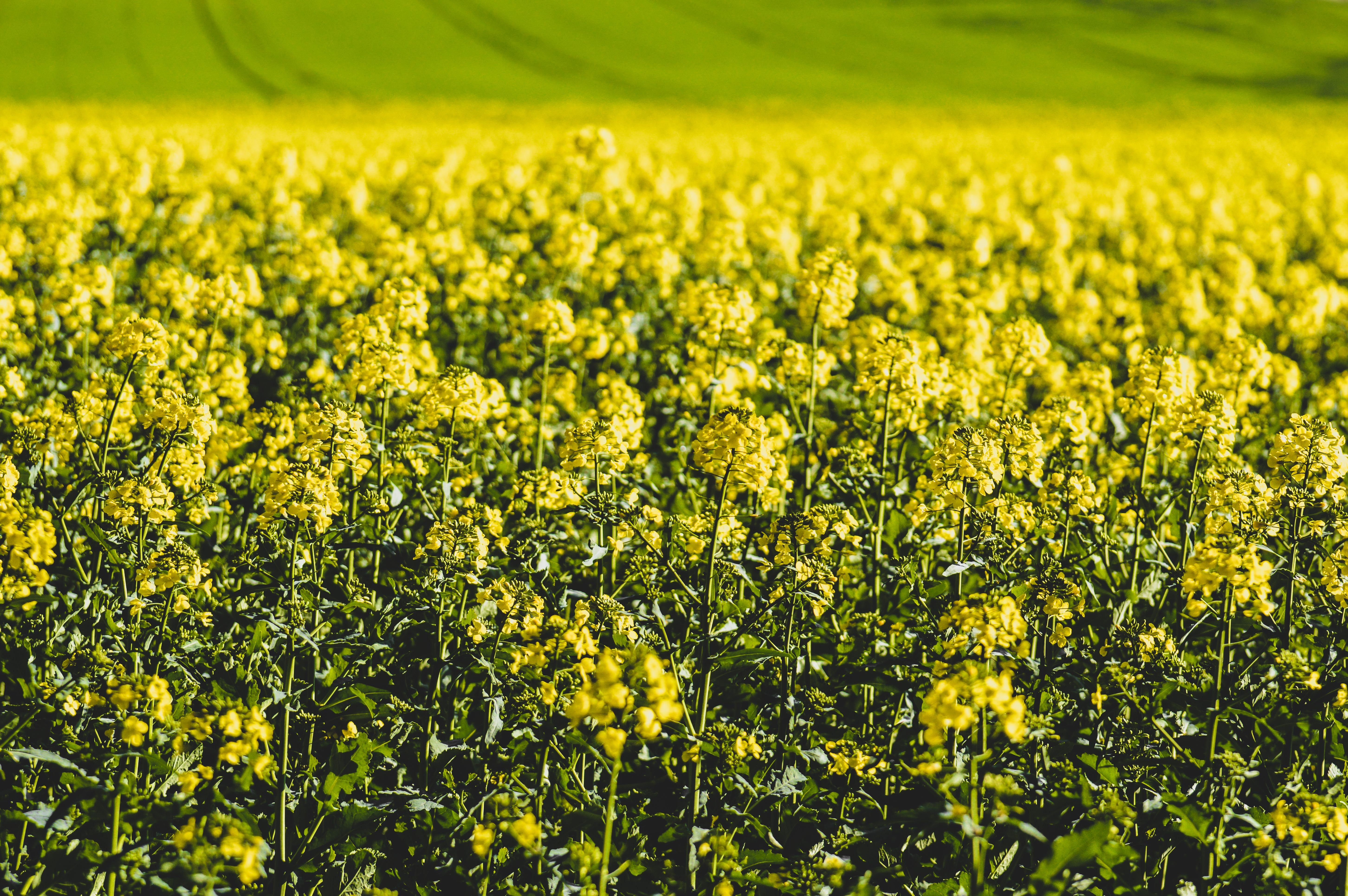 A Flower Field with Yellow Flowers · Free Stock Photo
