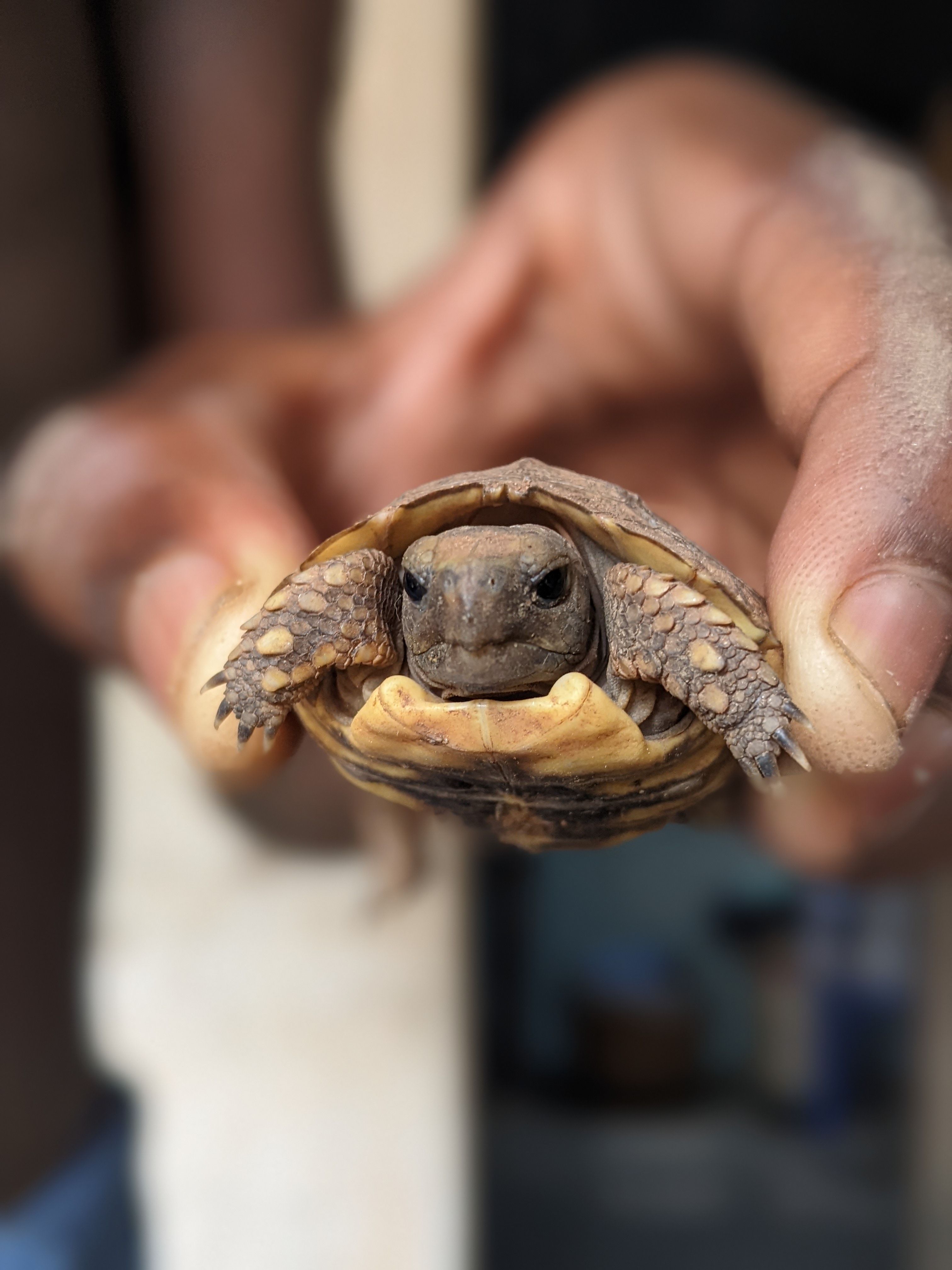 Hatchling Next Photos, Download The BEST Free Hatchling Next Stock ...