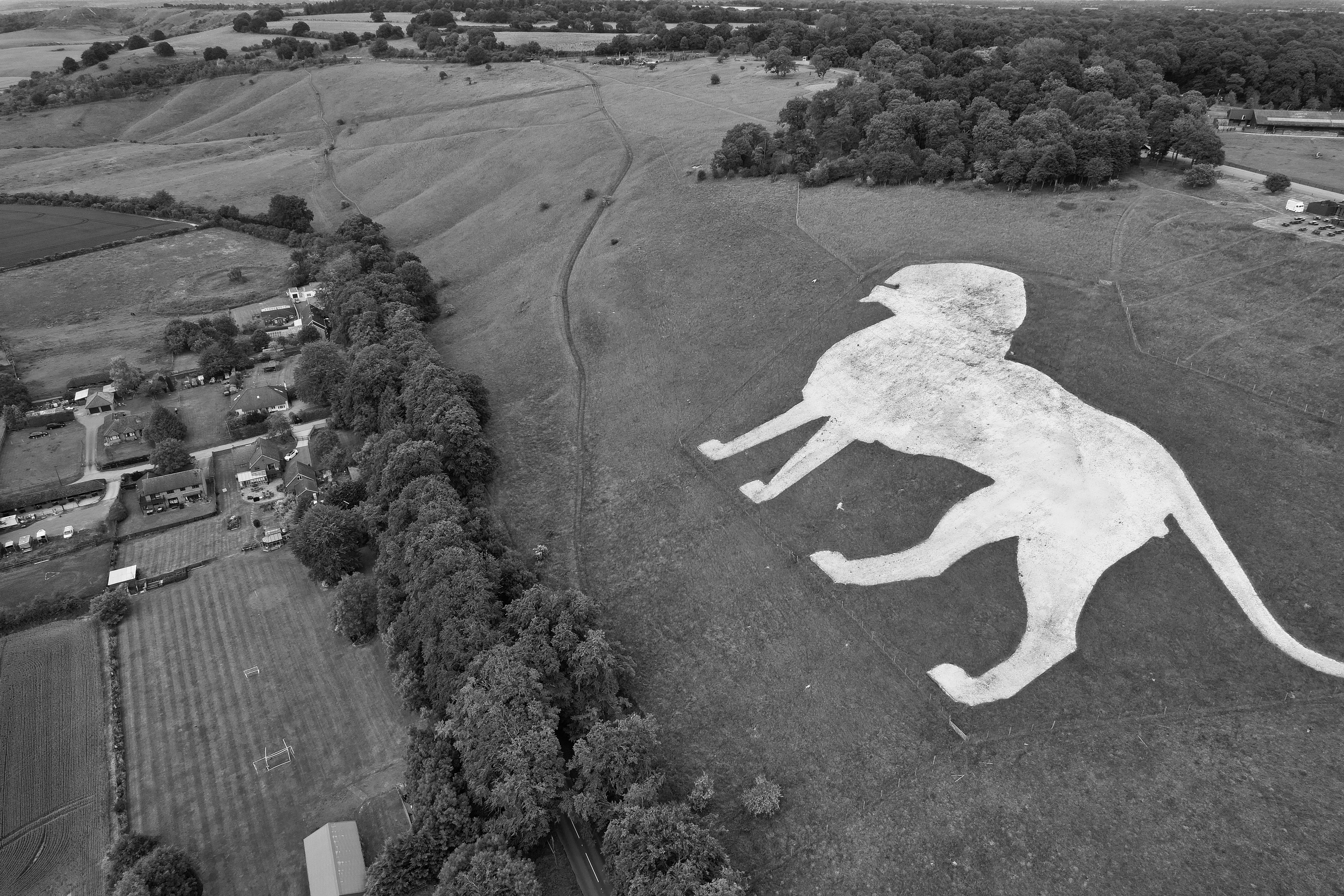 Lion Landscape Photos, Download The BEST Free Lion Landscape Stock ...