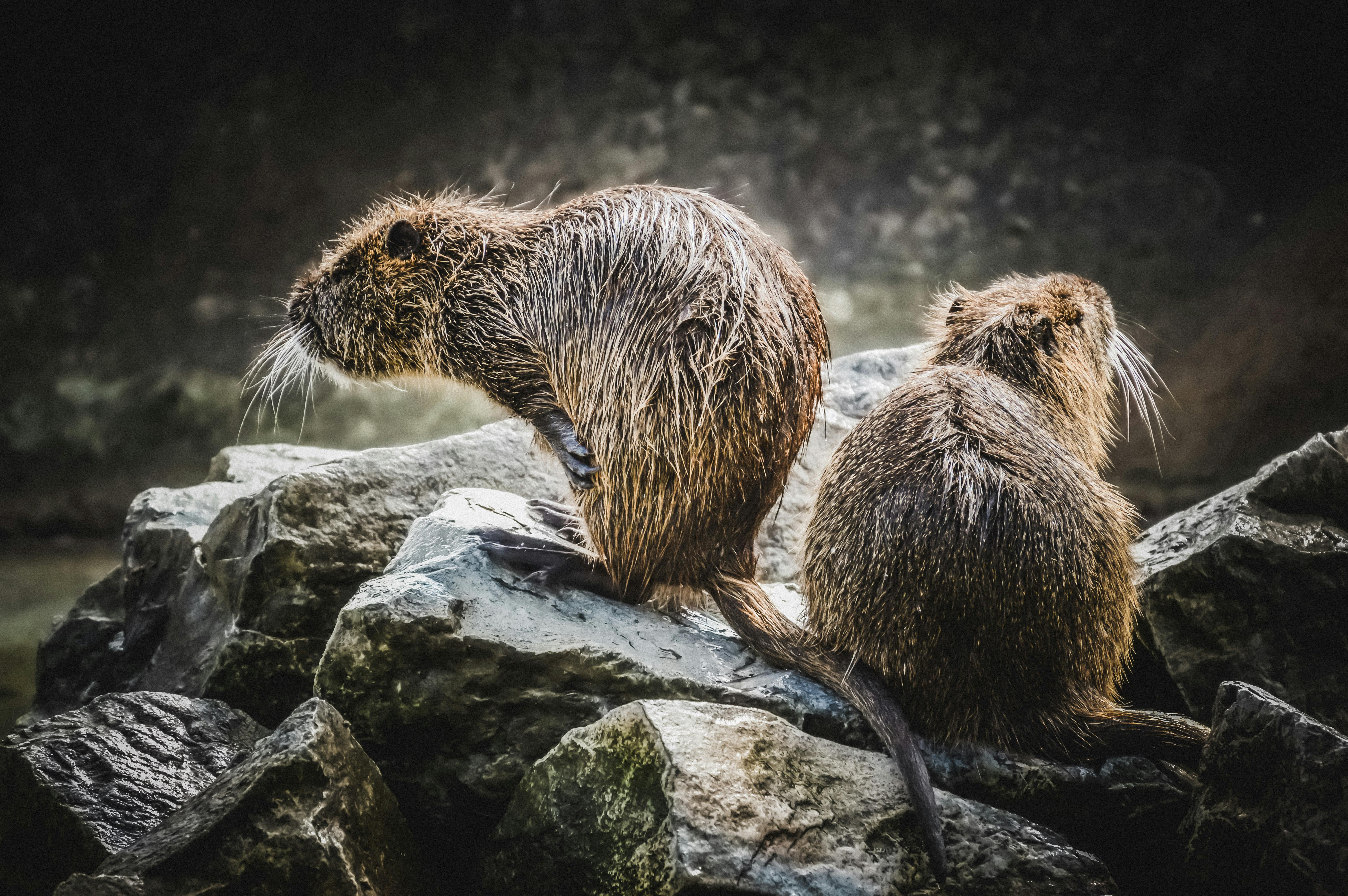 Wet Beavers Sitting on Rock · Free Stock Photo