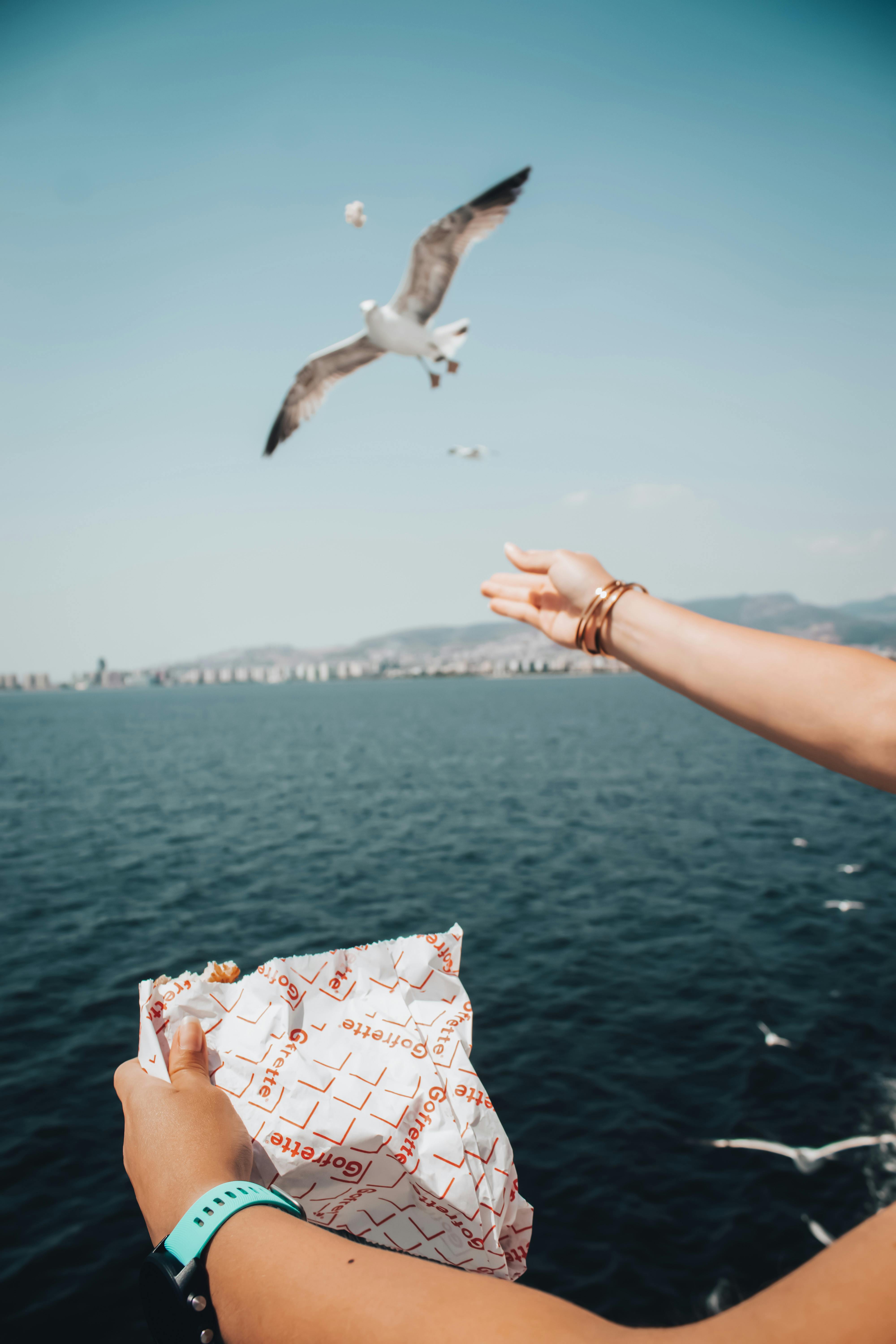A Person's Hand Feeding a Seagull · Free Stock Photo