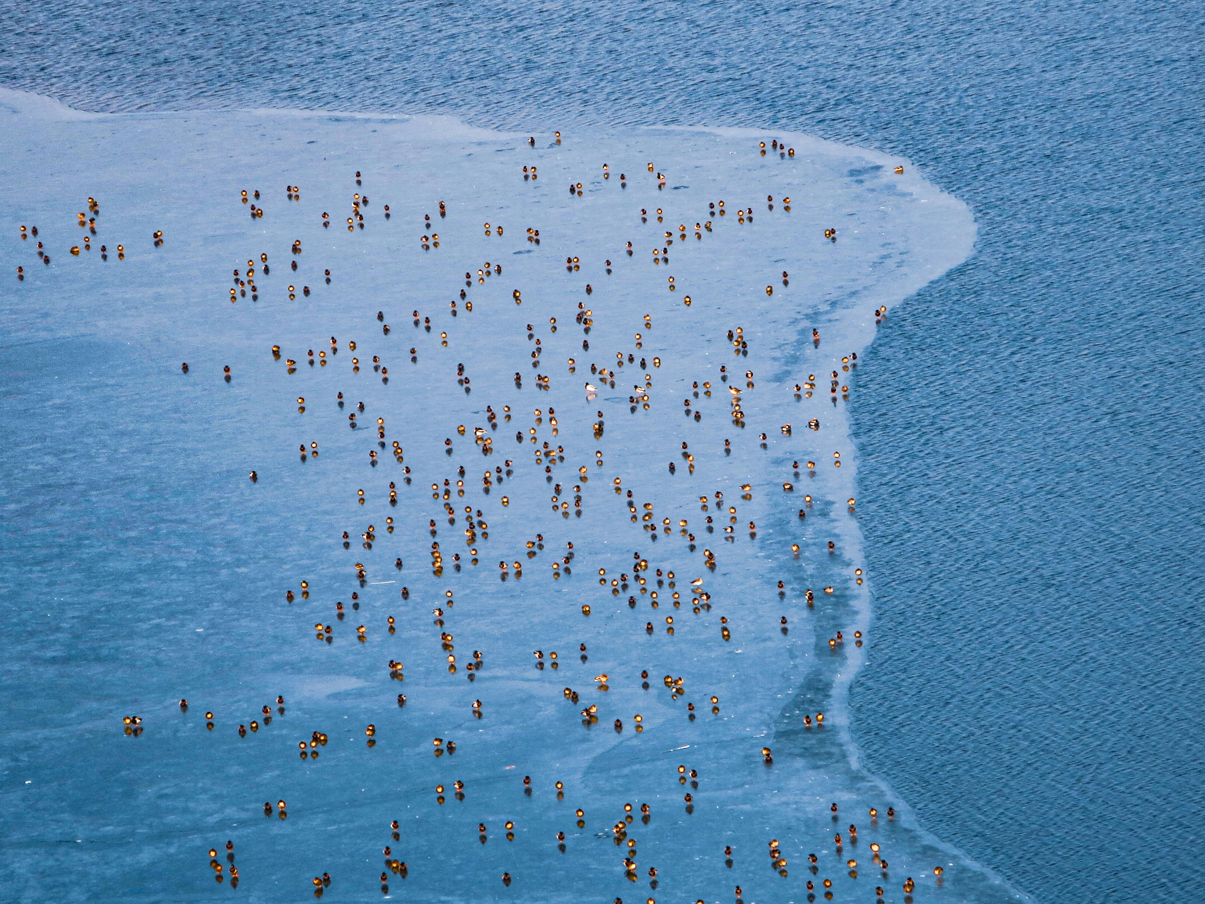 Birds Gathering Photos, Download The BEST Free Birds Gathering Stock ...