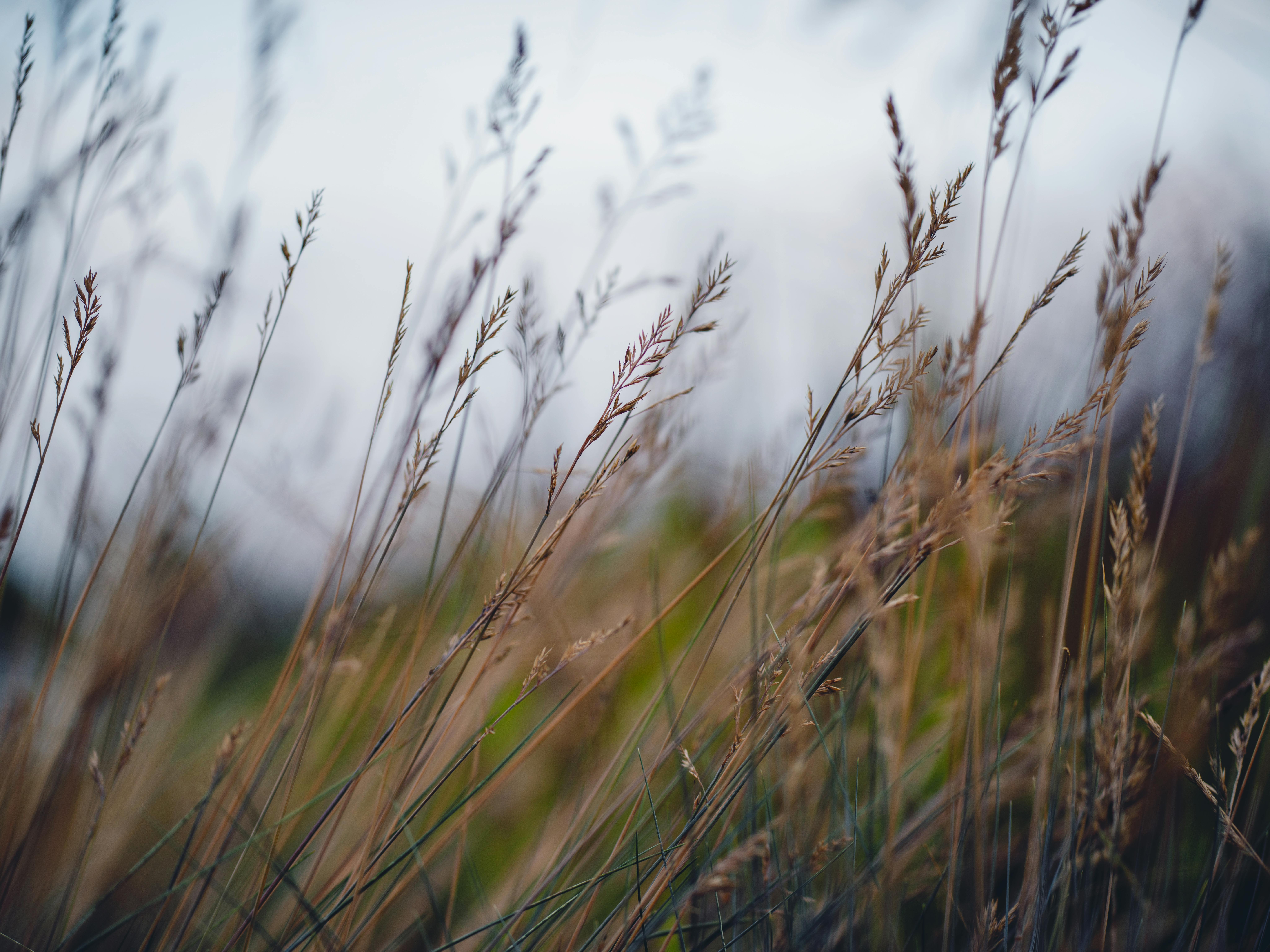 Close up of Thin Grasses · Free Stock Photo