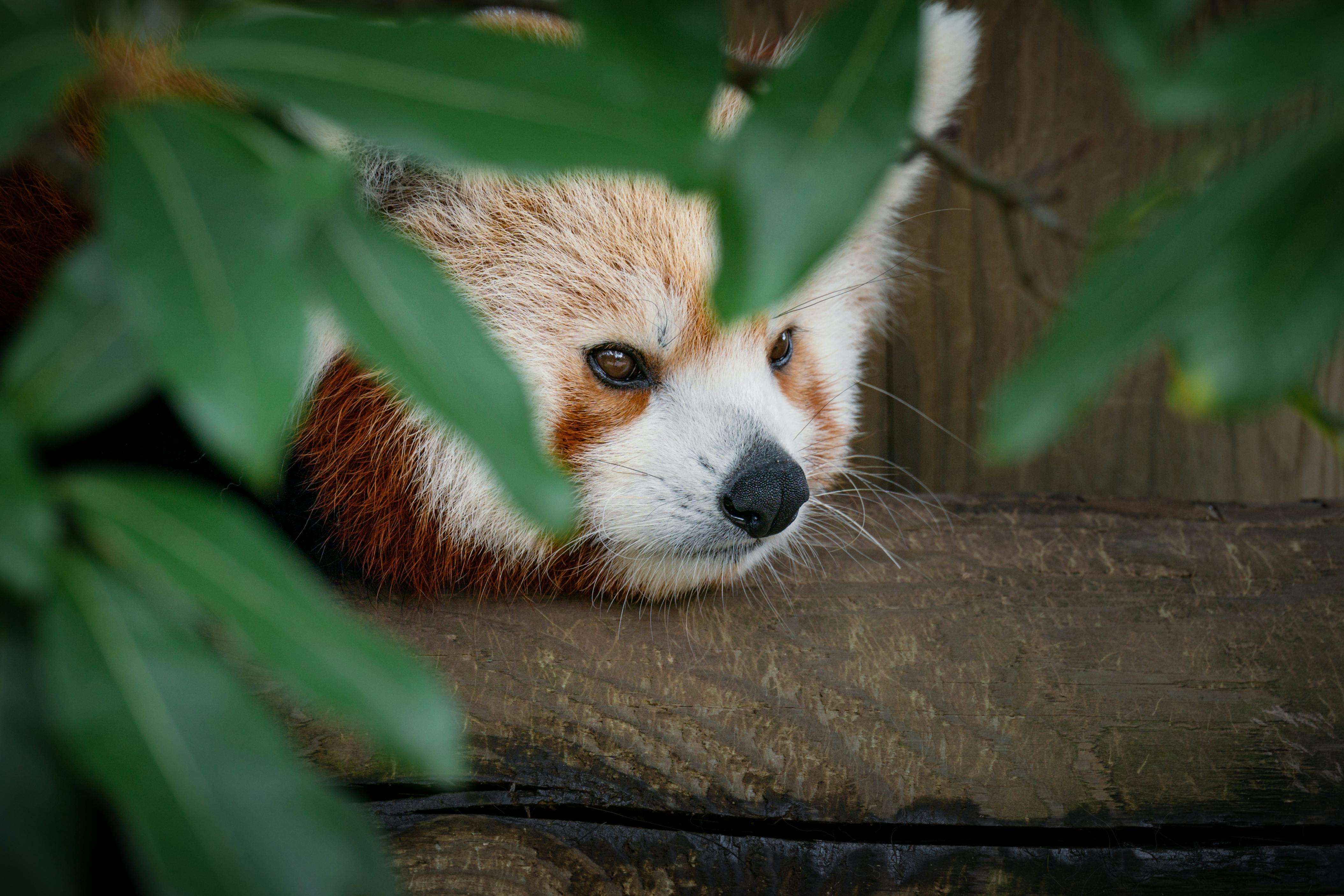 A Close-Up Shot of a Red Panda · Free Stock Photo