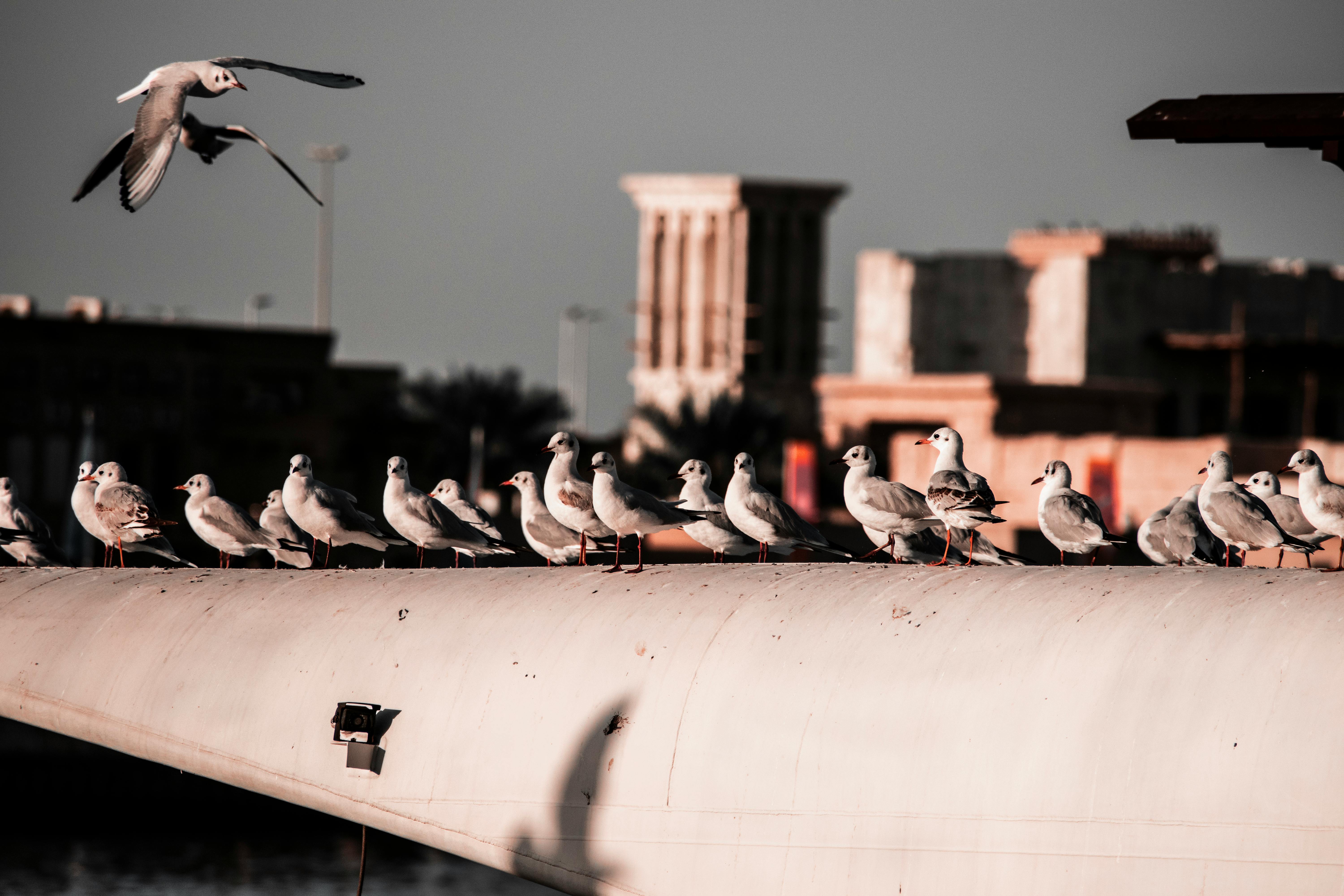 Close-Up Shot of Flock of Birds · Free Stock Photo