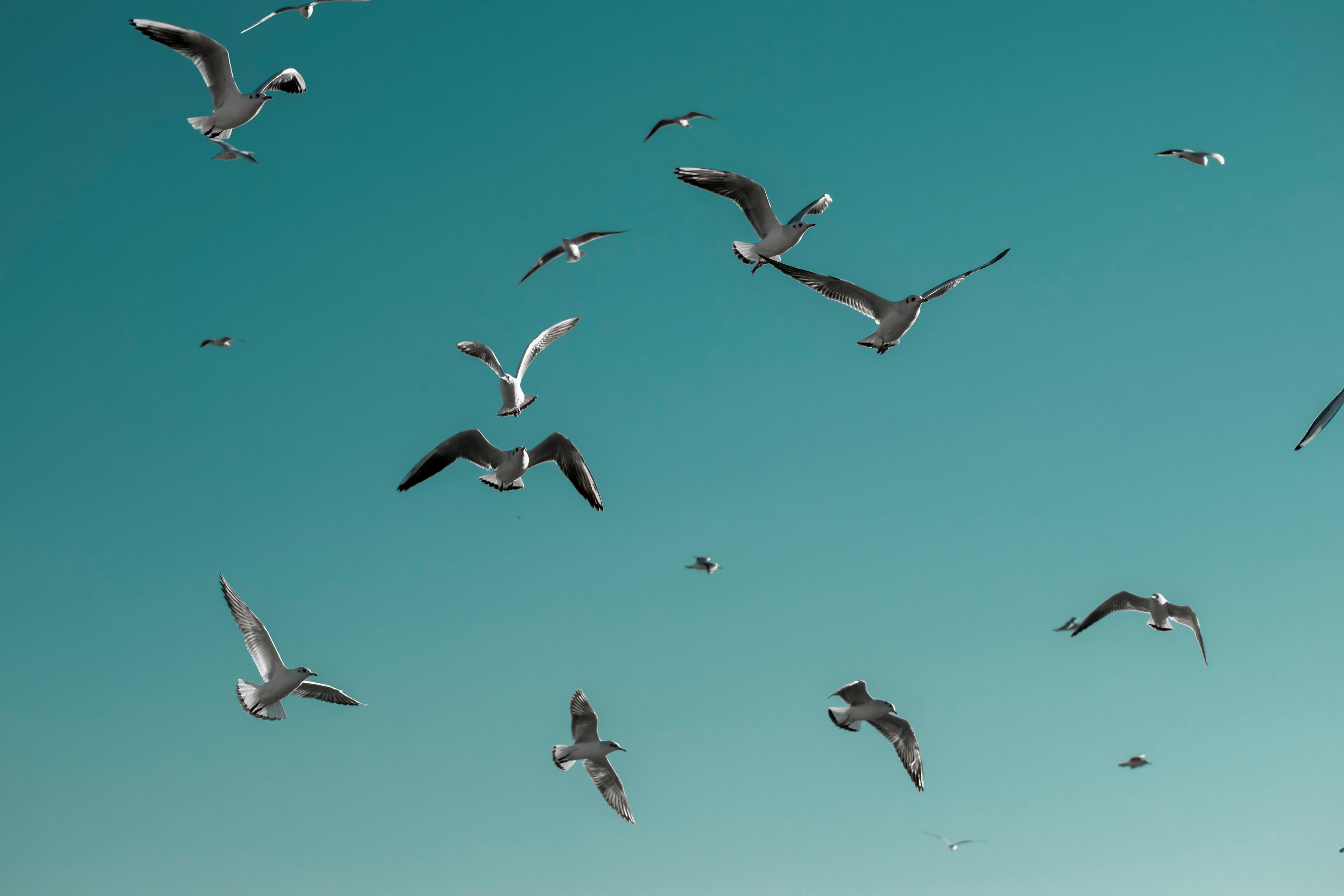 A Flock of Birds in the Blue Sky · Free Stock Photo