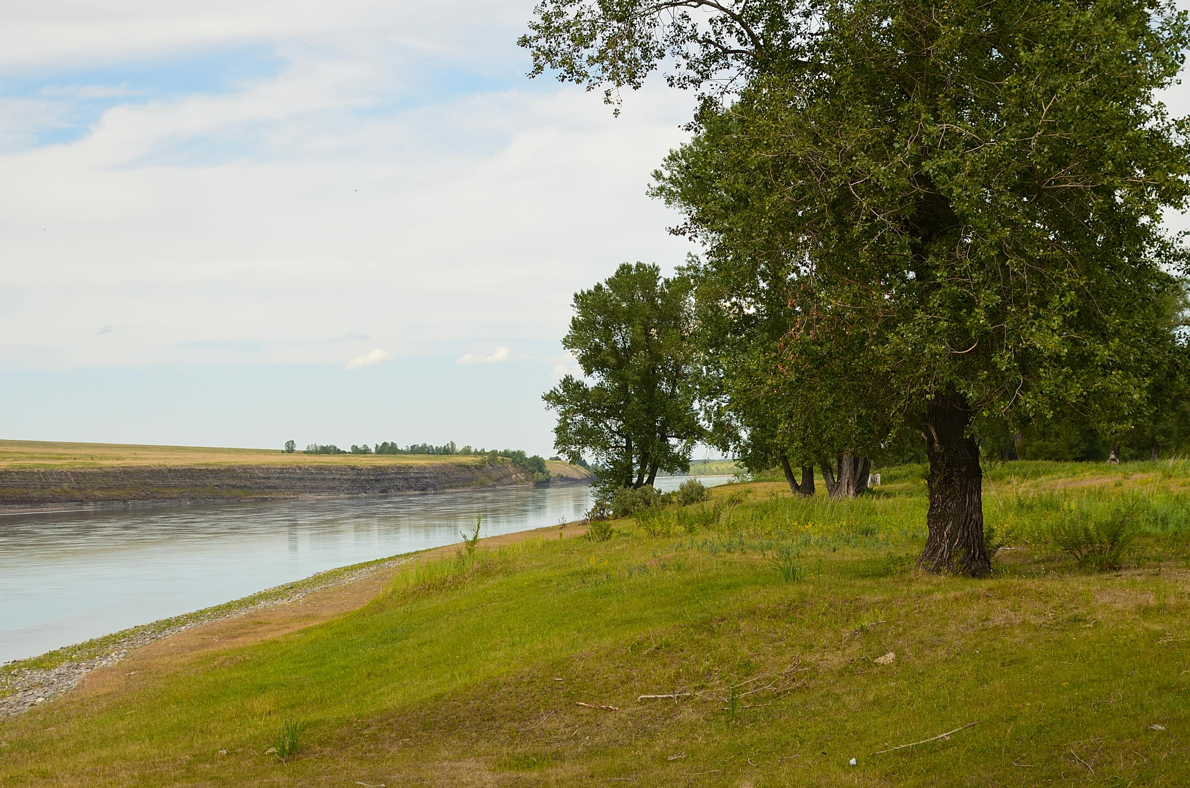 Single Palm Tree on Lakeshore in Countryside · Free Stock Photo