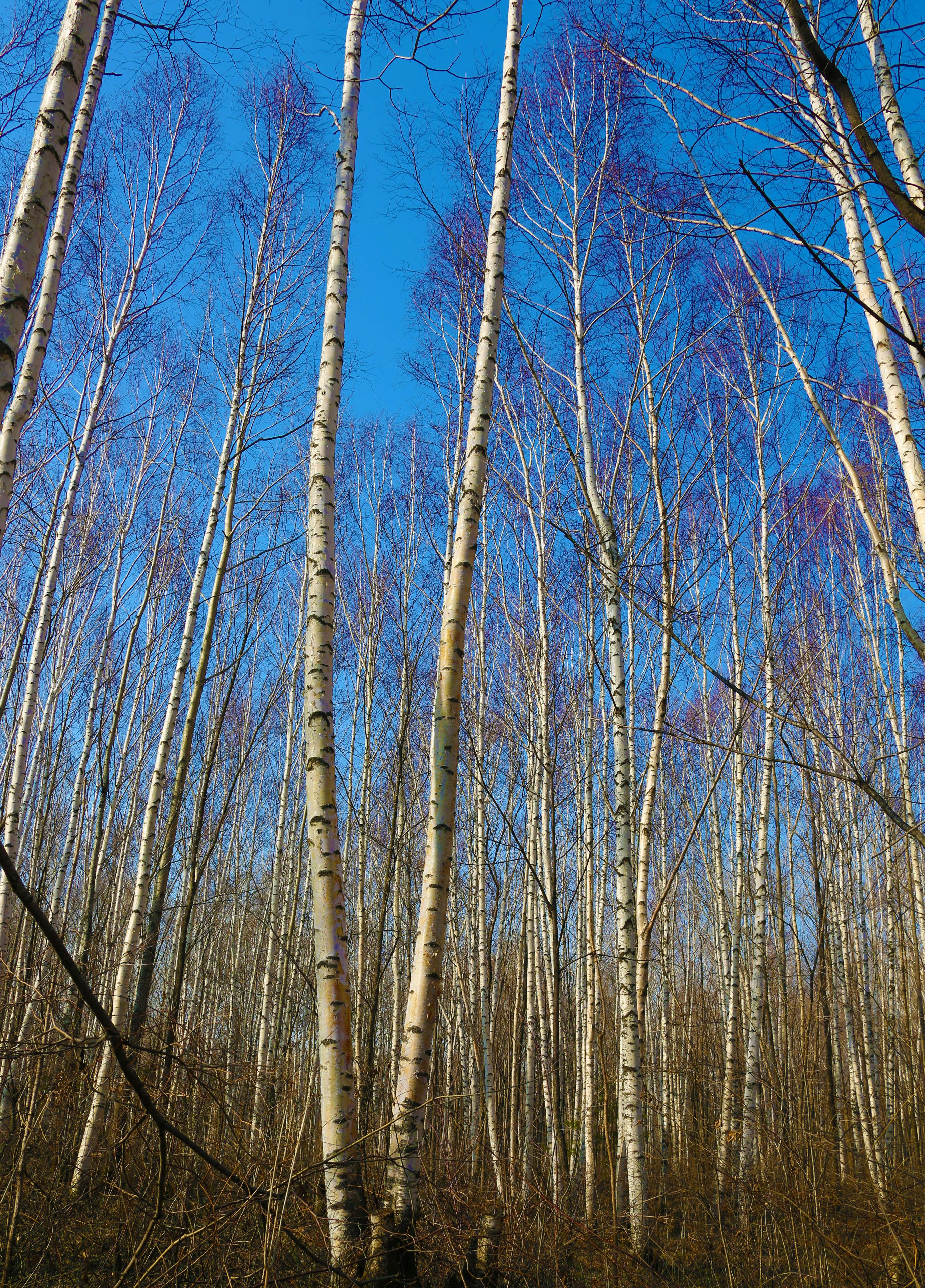 Leafless Birch Forest · Free Stock Photo