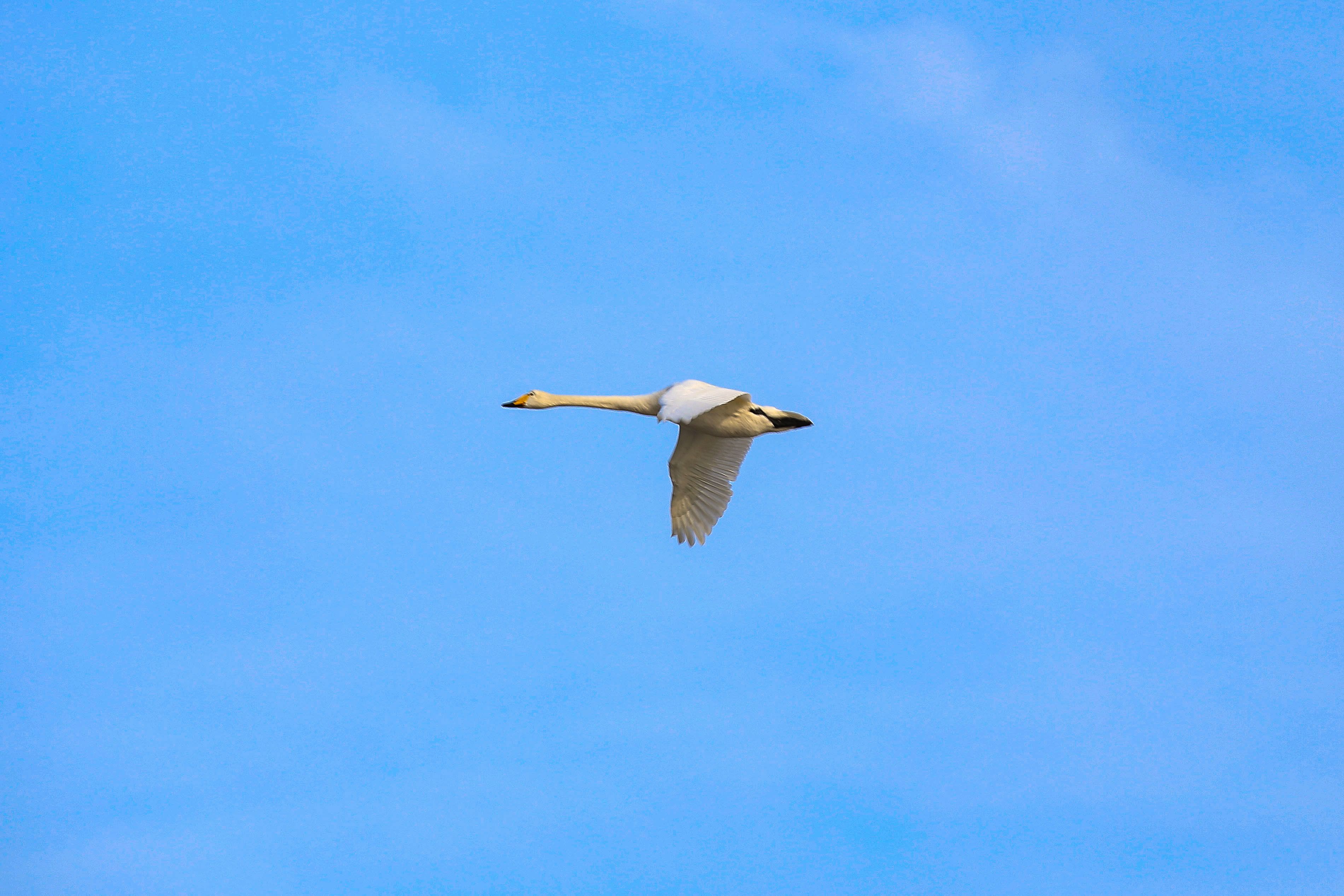 A Whooper Swan Flying in the Blue Sky · Free Stock Photo