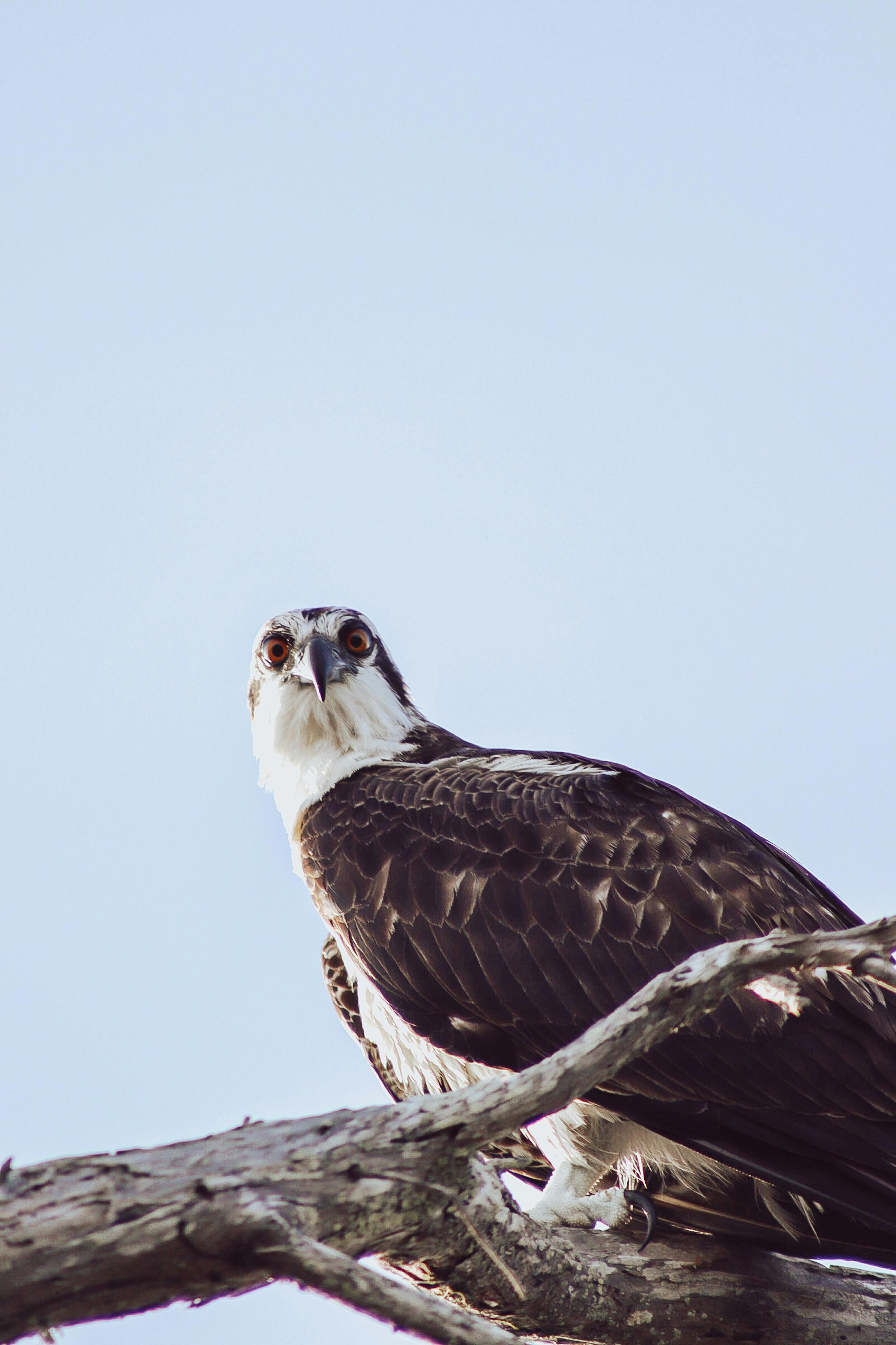 Osprey Photos, Download The BEST Free Osprey Stock Photos & HD Images