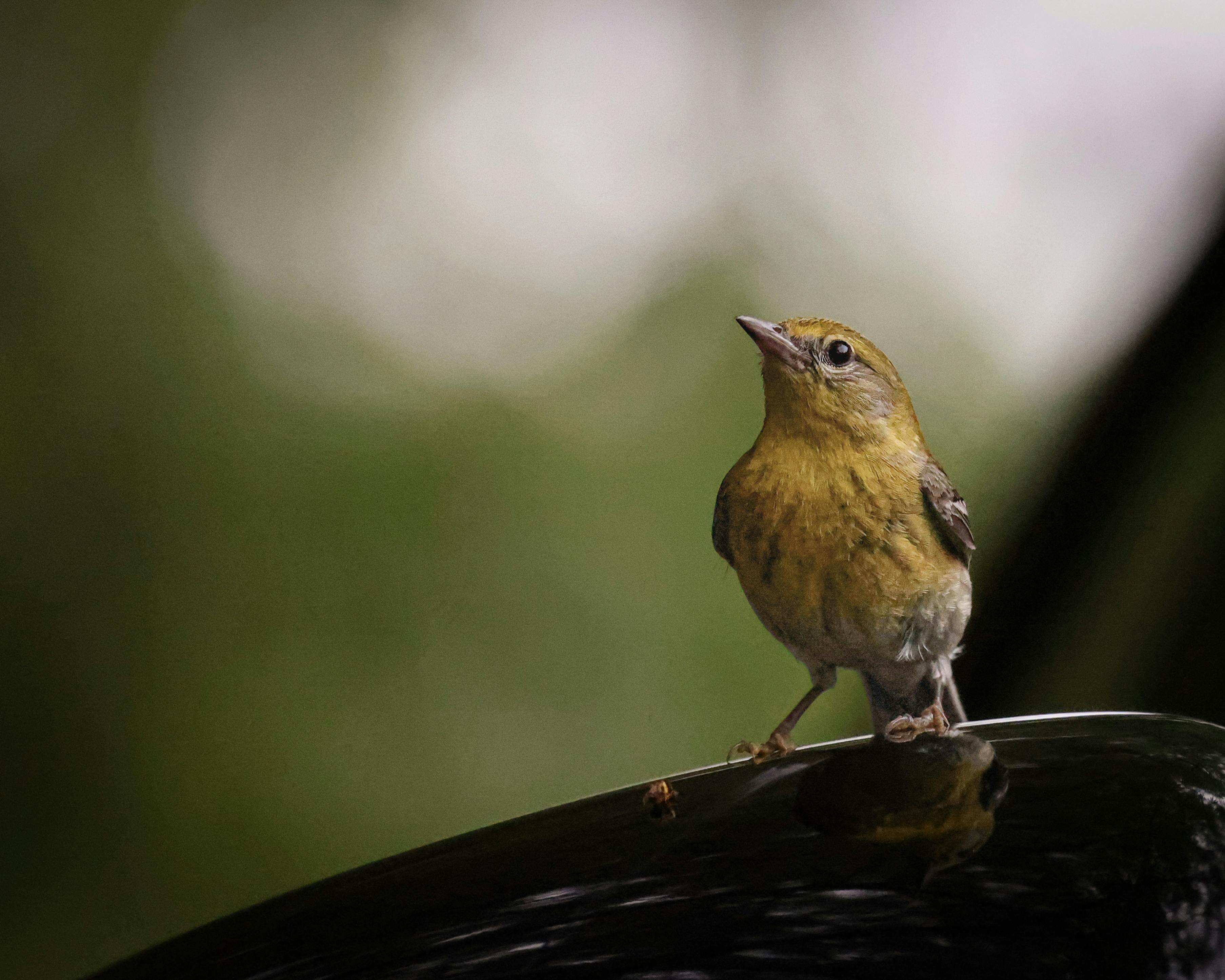 Low Angle Photo of Brown Bird Perch on Driftwood · Free Stock Photo