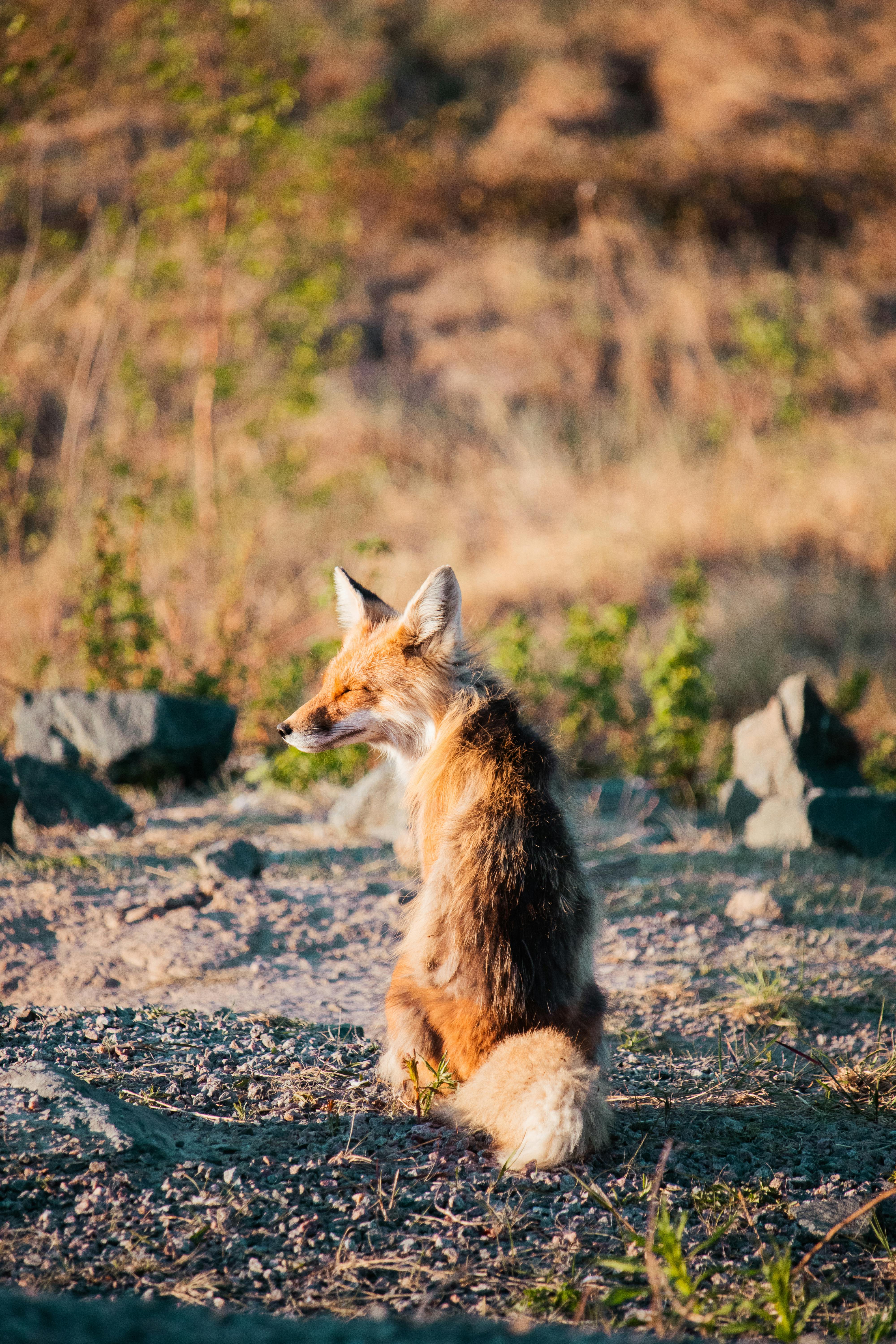 Photo of a Fox · Free Stock Photo