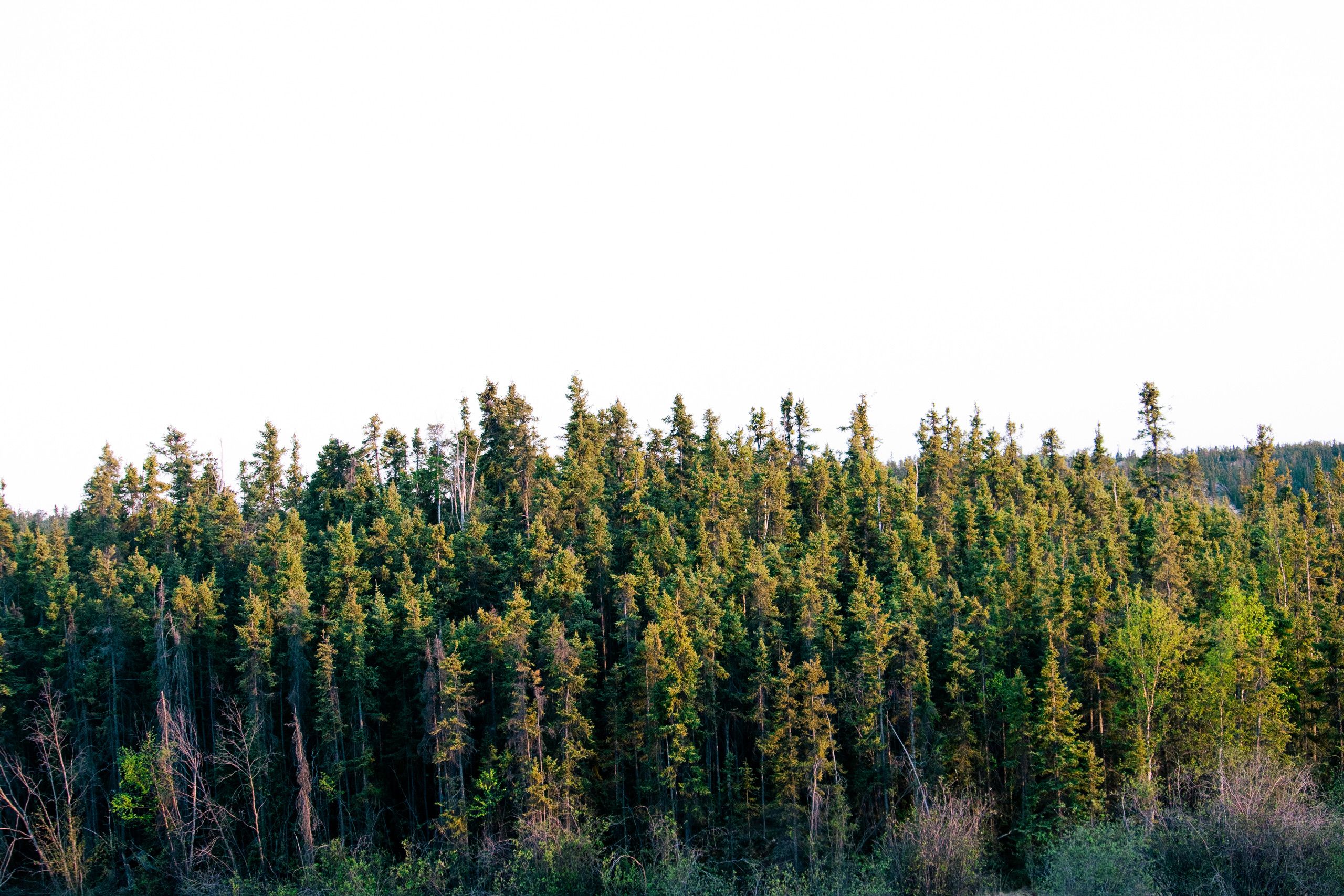 View of a Forest · Free Stock Photo