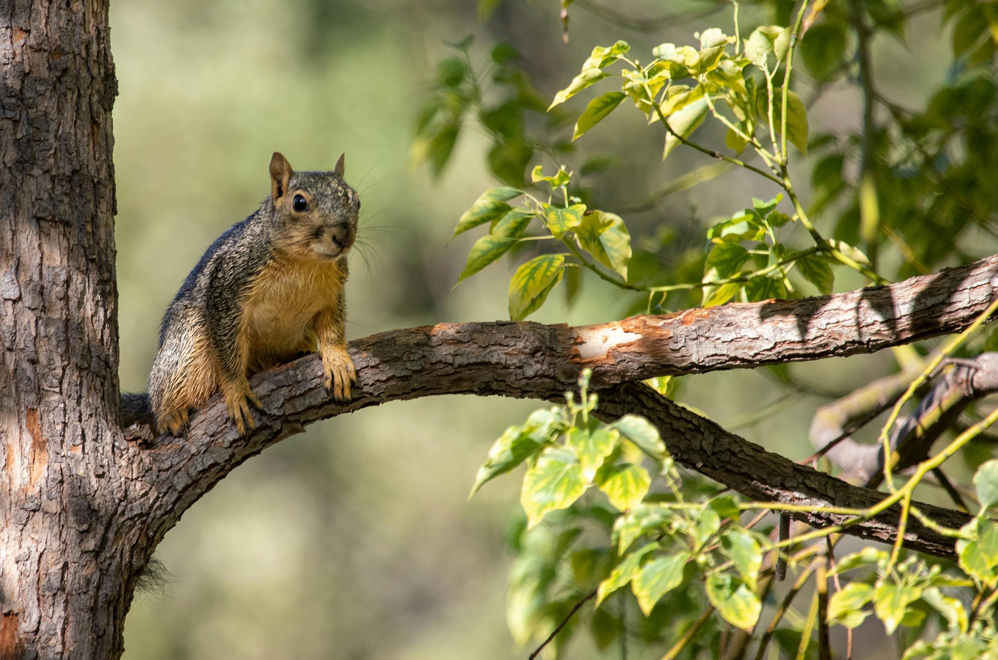 Squirrel Crawling on a Tree · Free Stock Photo