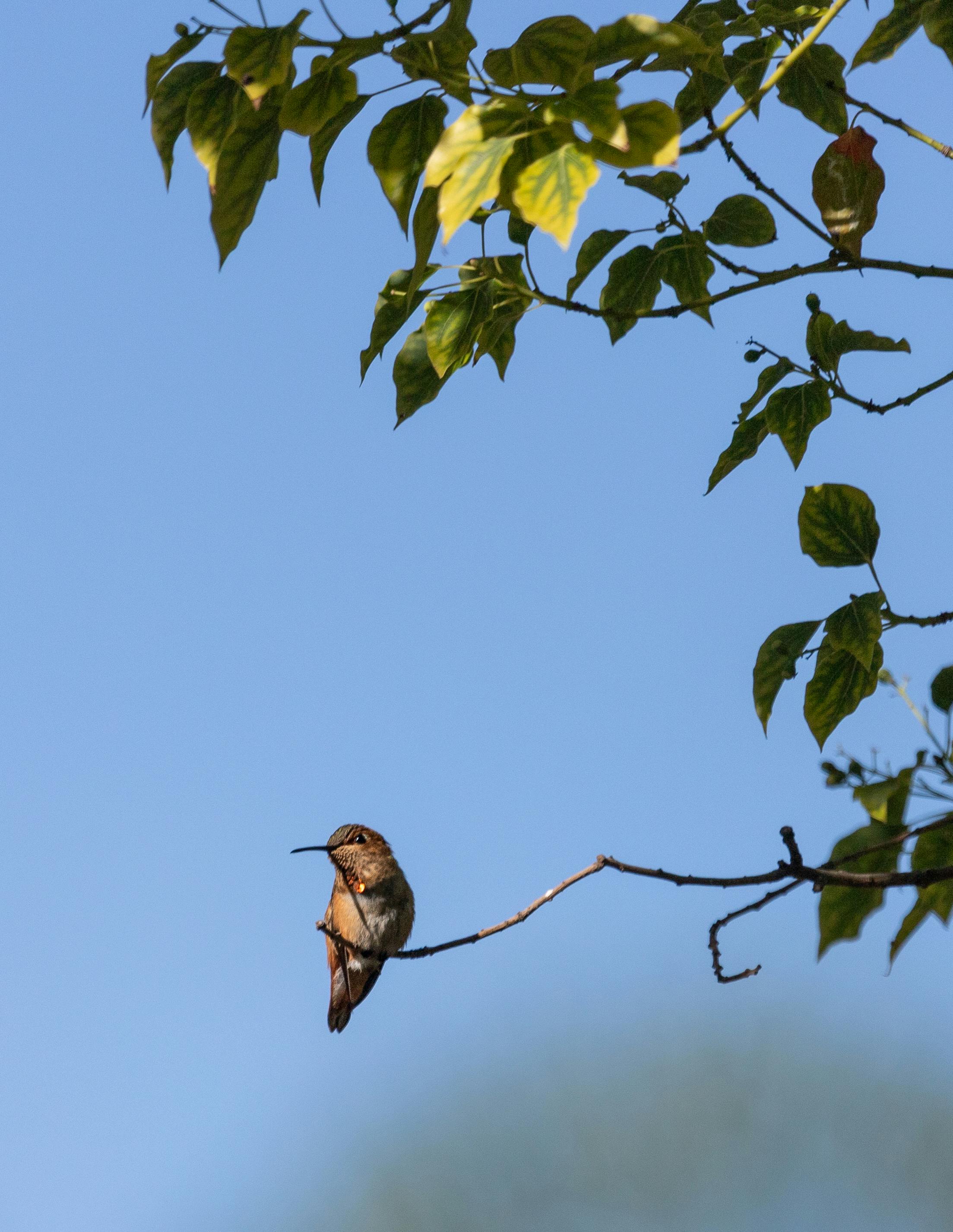 Photo of a Bird Sitting on Tree Branch · Free Stock Photo
