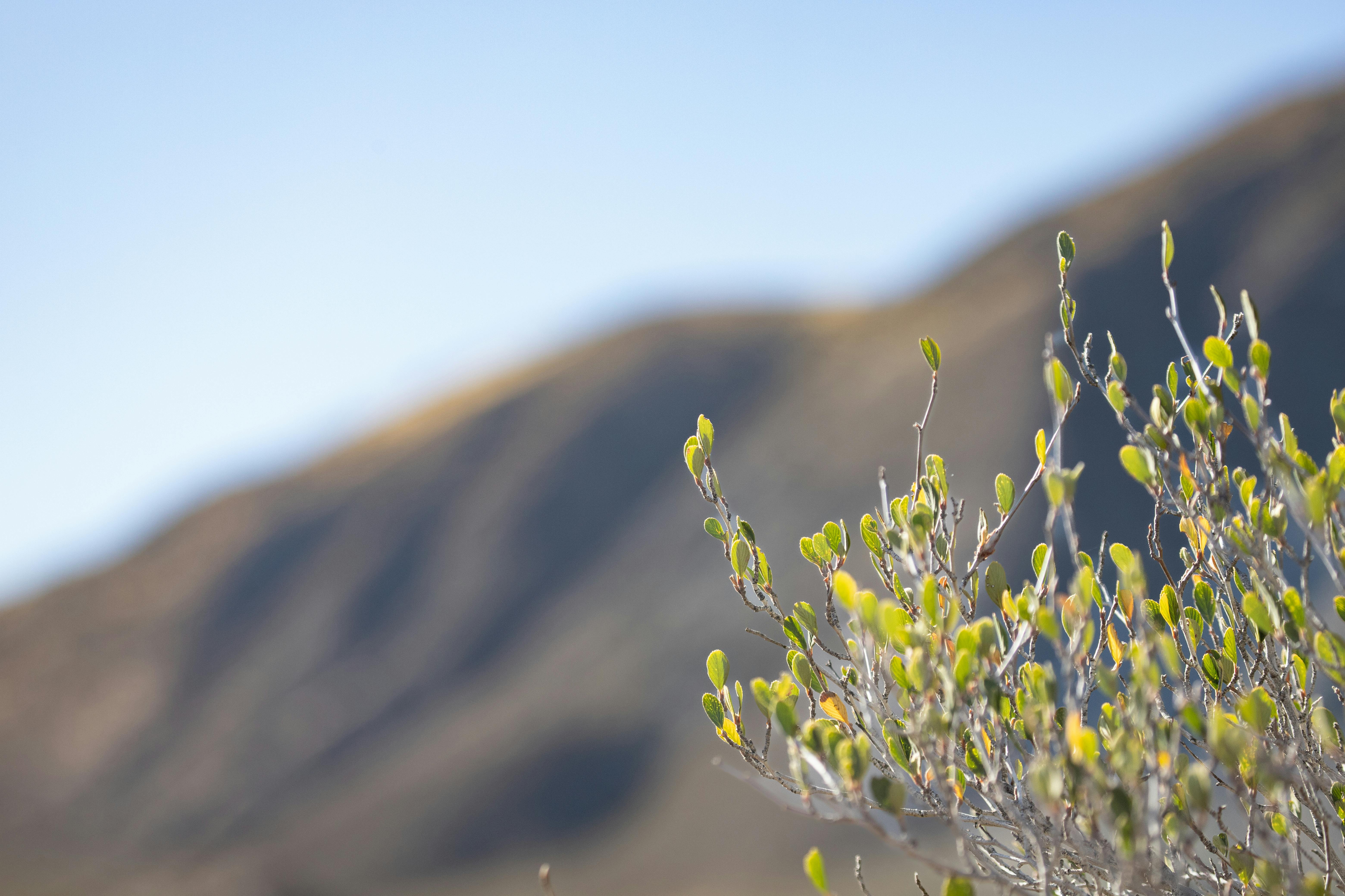 Shrub in Desert · Free Stock Photo