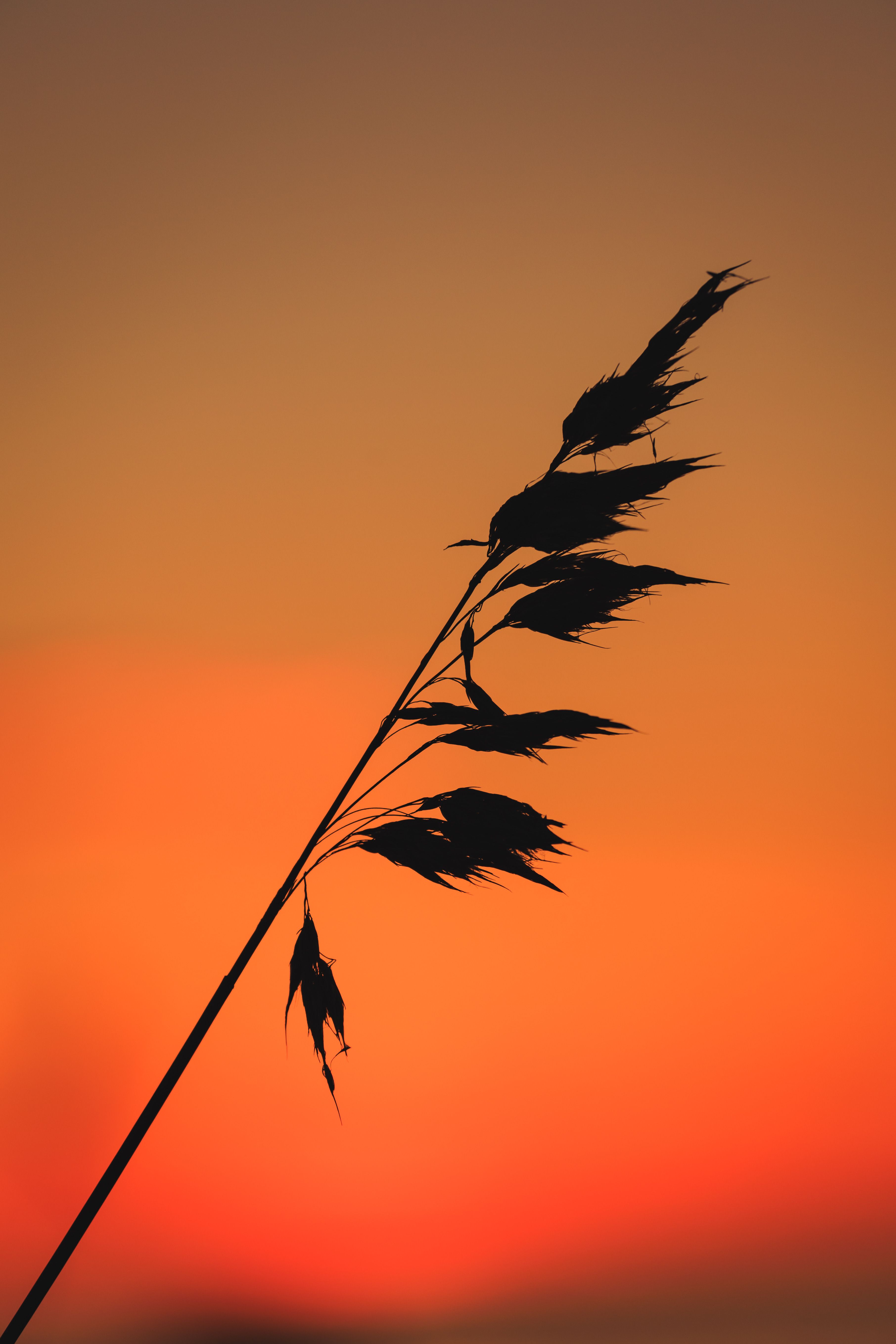 Close up of a Plant at Sunset · Free Stock Photo