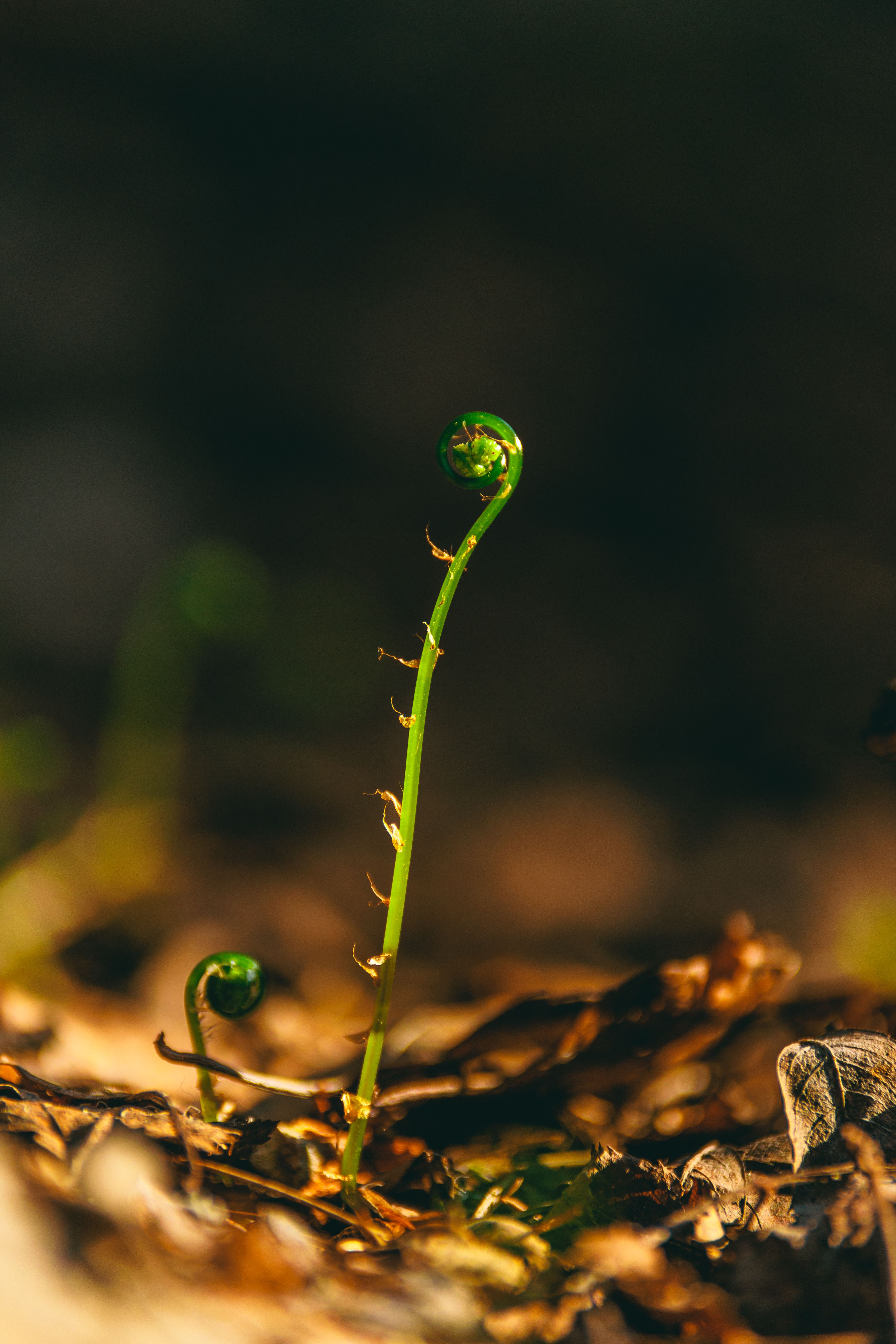 Thin Plant on Ground · Free Stock Photo
