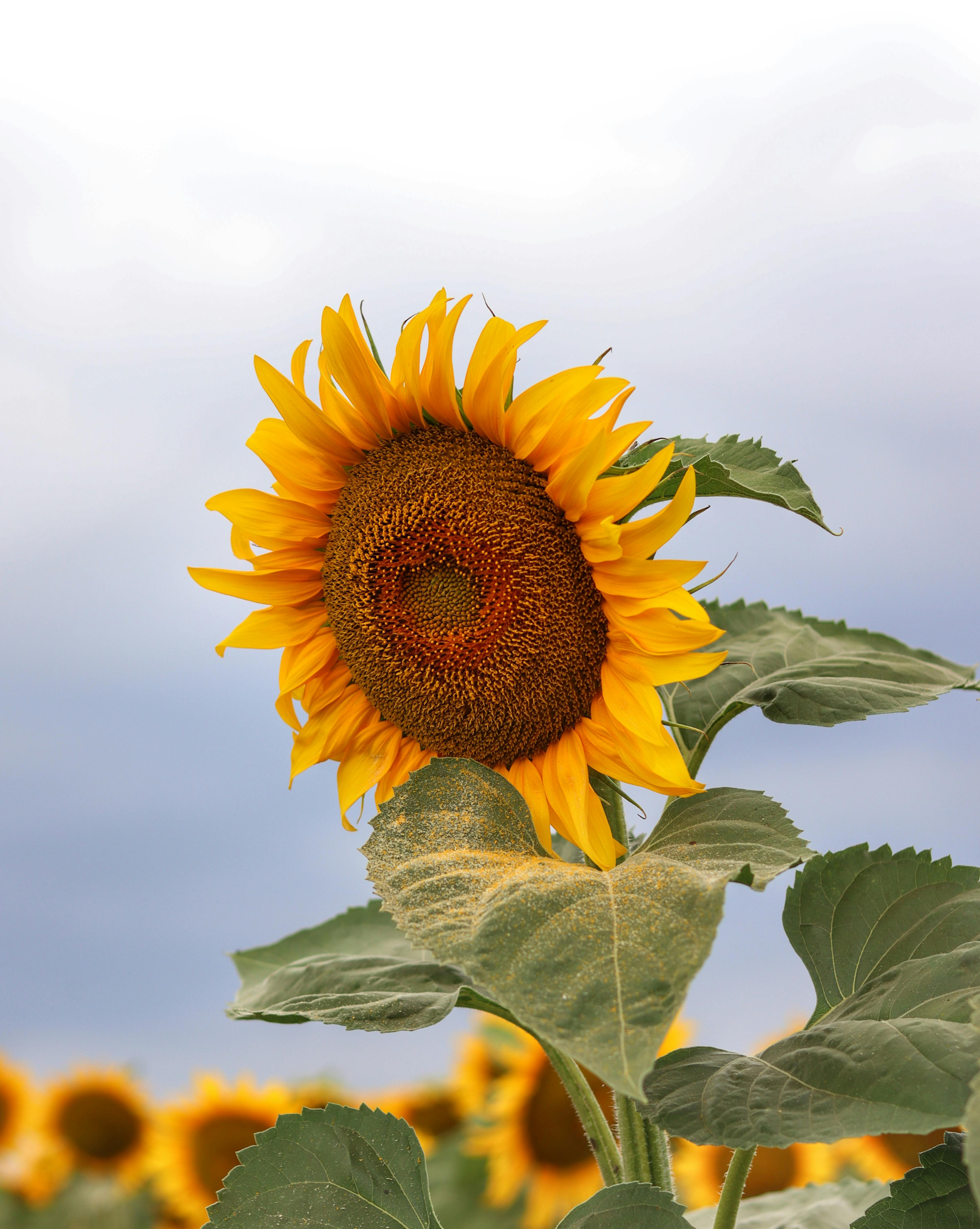A Beautiful Yellow Sunflower in Close Up Photography · Free Stock Photo