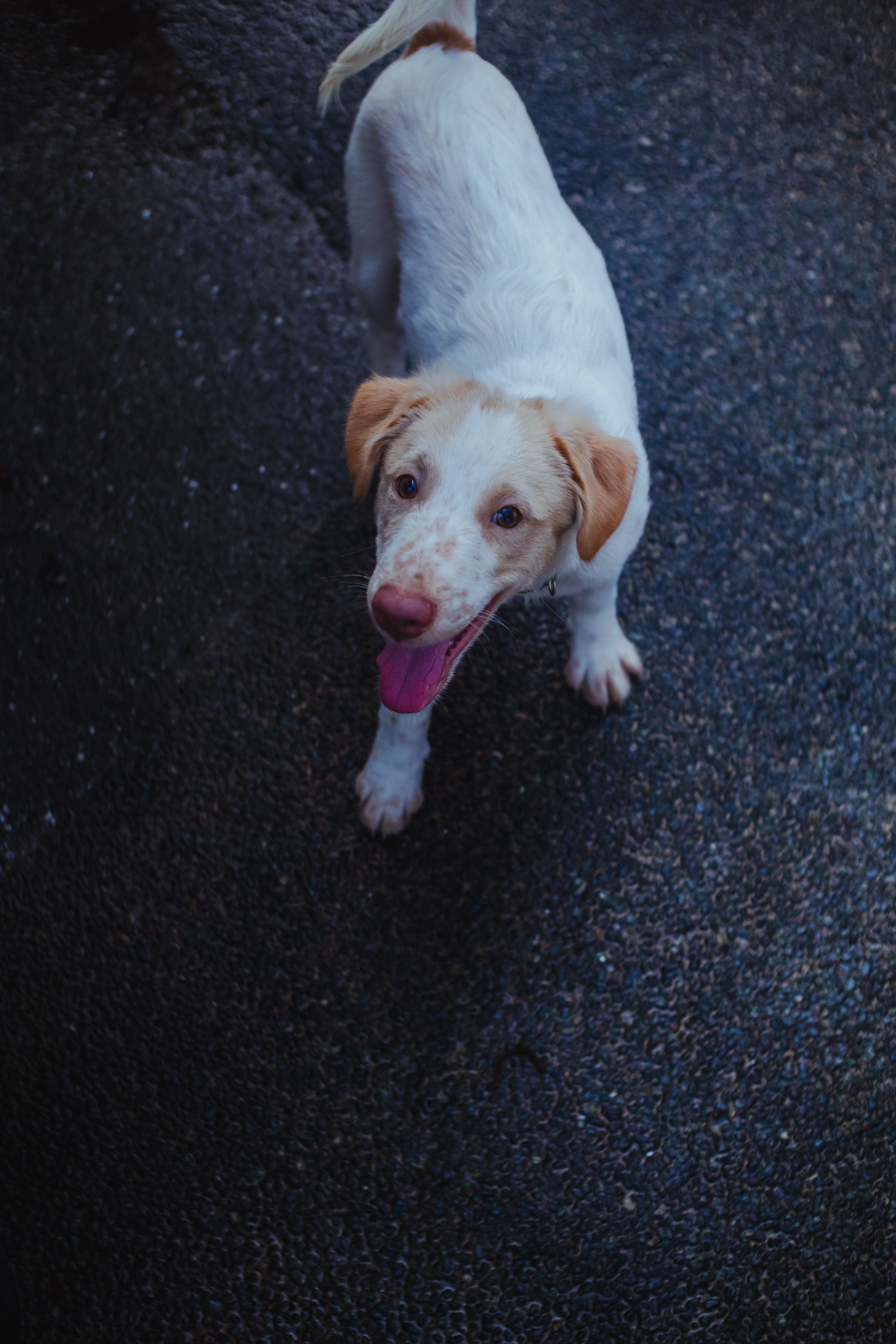 Dog Wop Photos, Download Free Dog Wop Stock Photos & HD Images