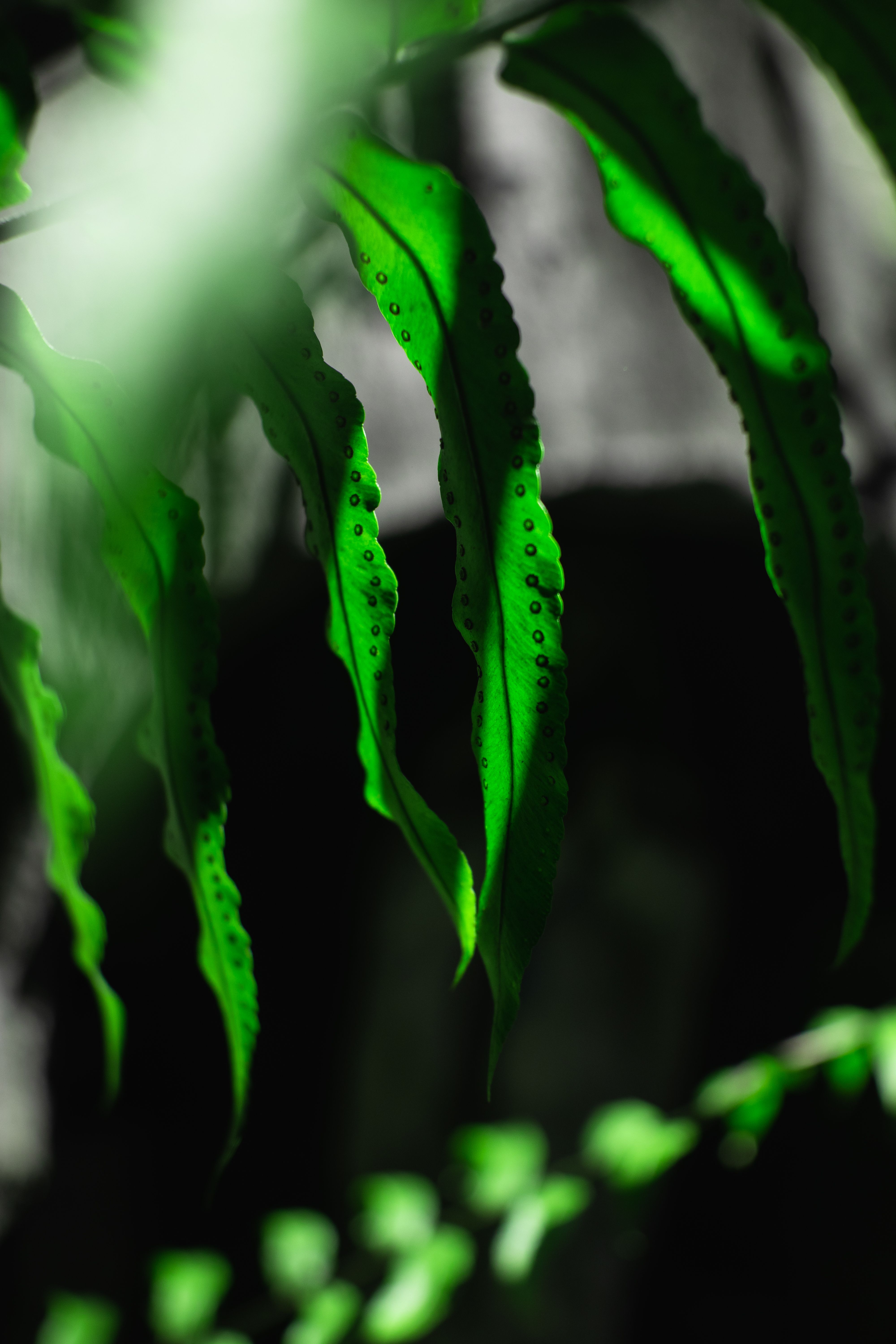 Photo of Person Holding Fern Plant · Free Stock Photo