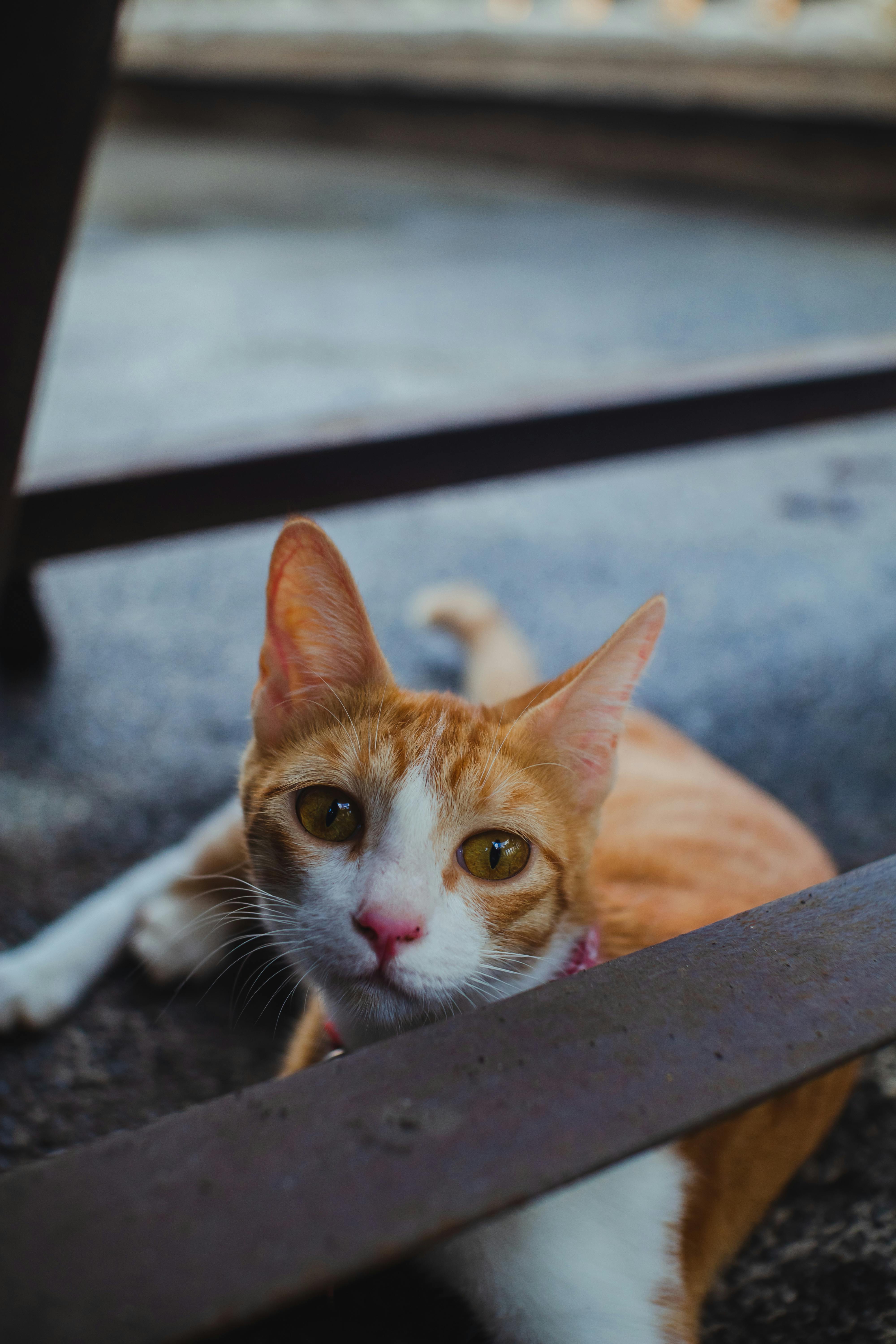 Cute White and Ginger Cat · Free Stock Photo