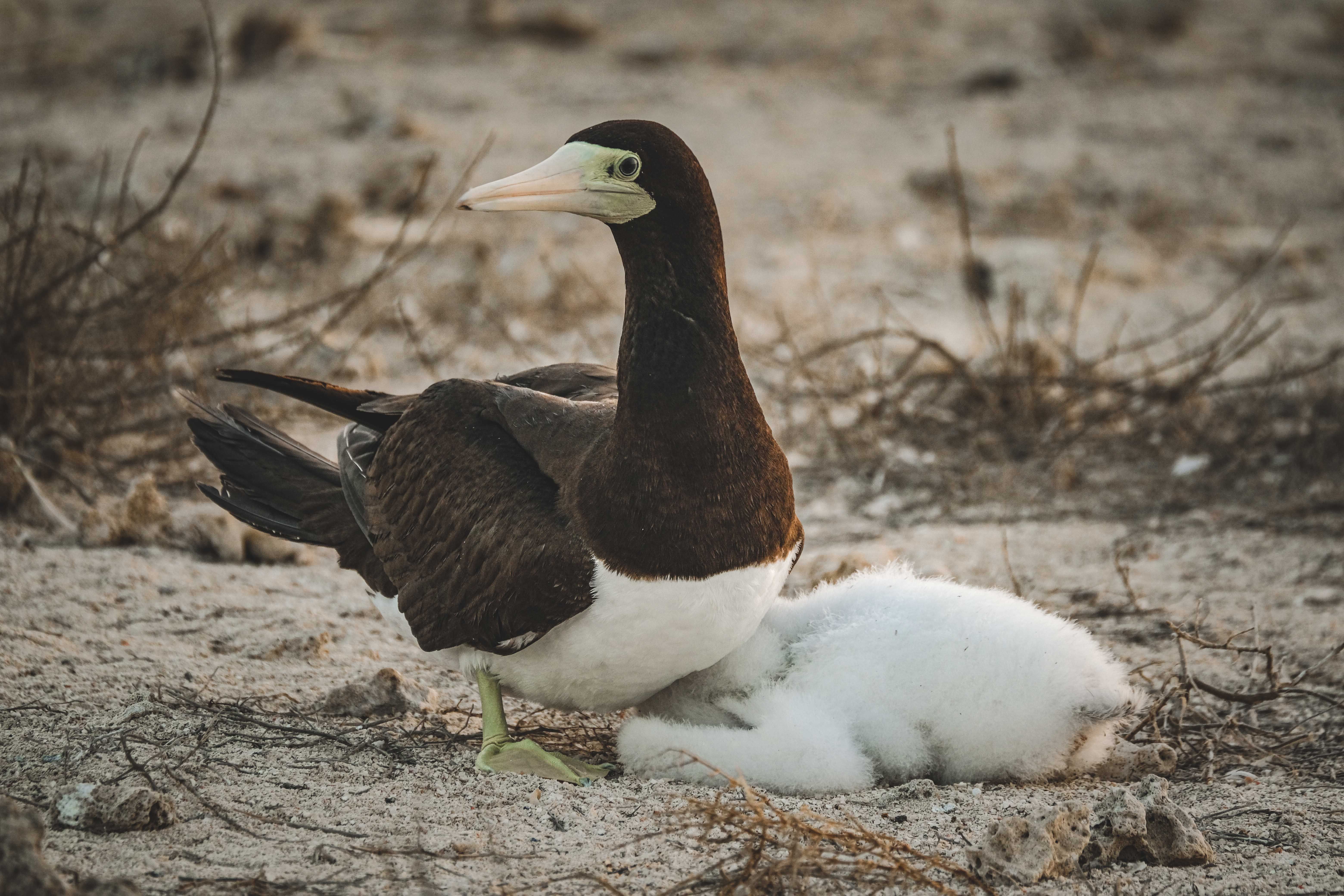 Brown Booby Bird near the Leafless Plants · Free Stock Photo