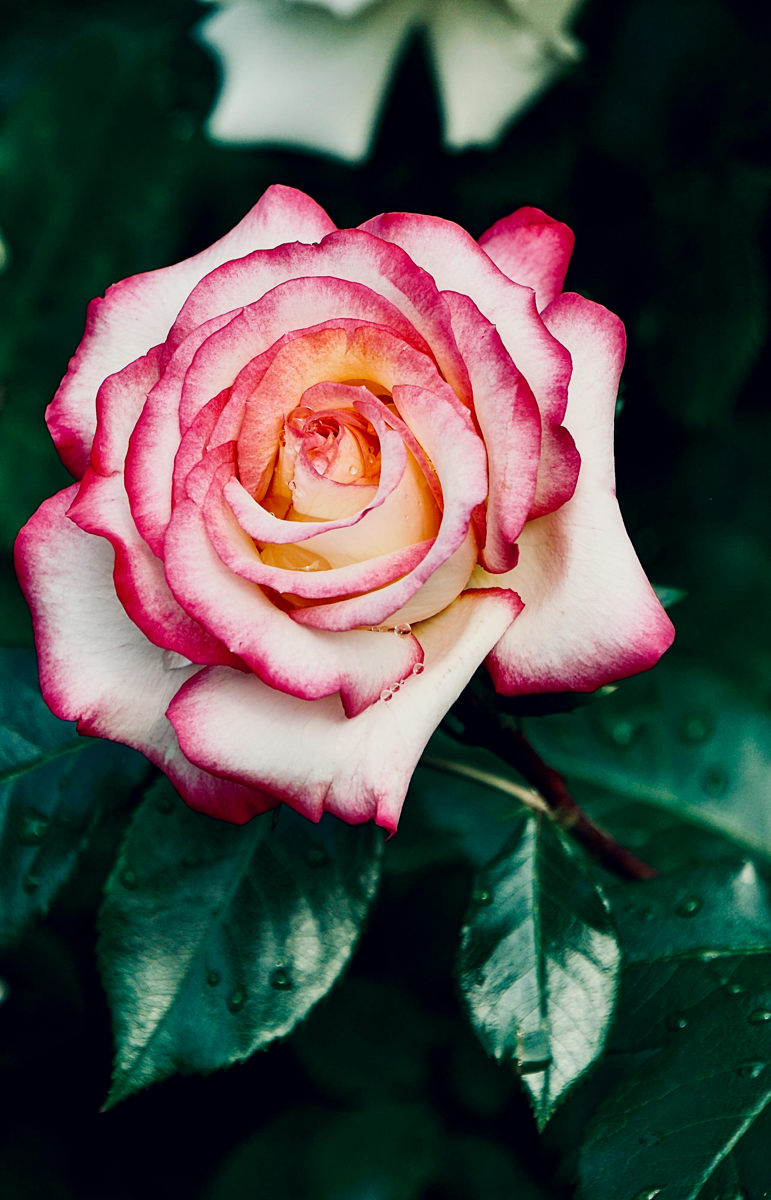 A Pink Rose Near a Wet Wood · Free Stock Photo