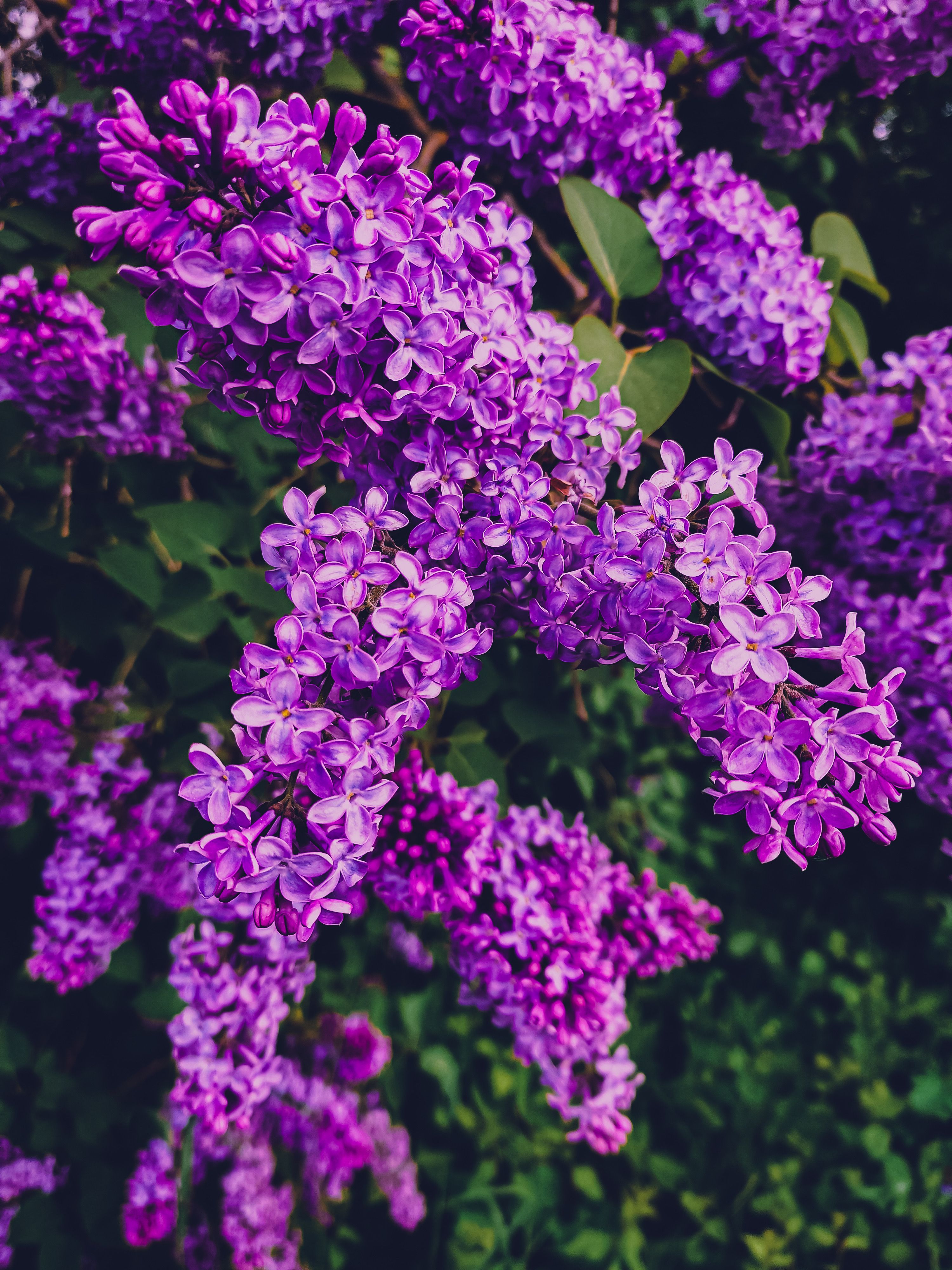 Person Holding Purple Flowers · Free Stock Photo