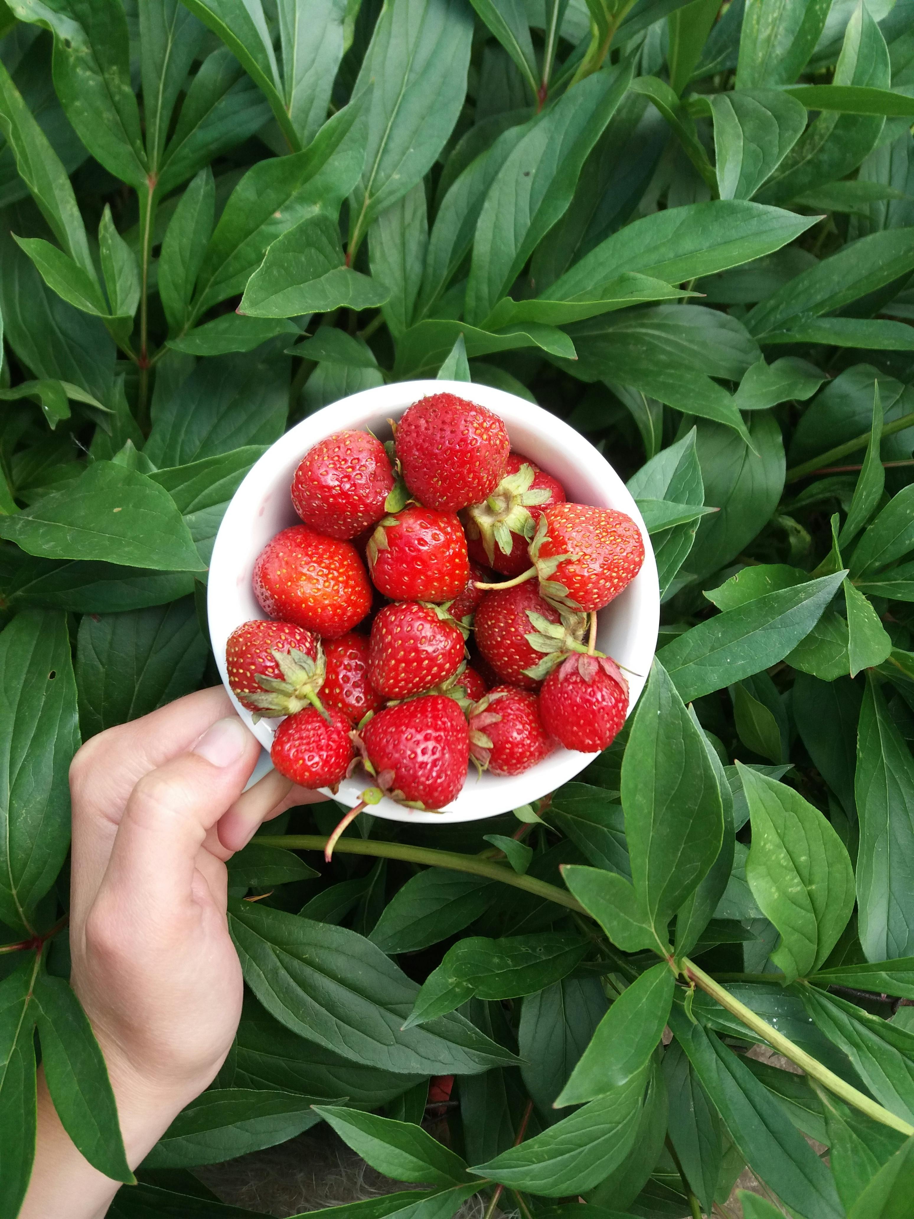 Hand Grabbing Fruit · Free Stock Photo