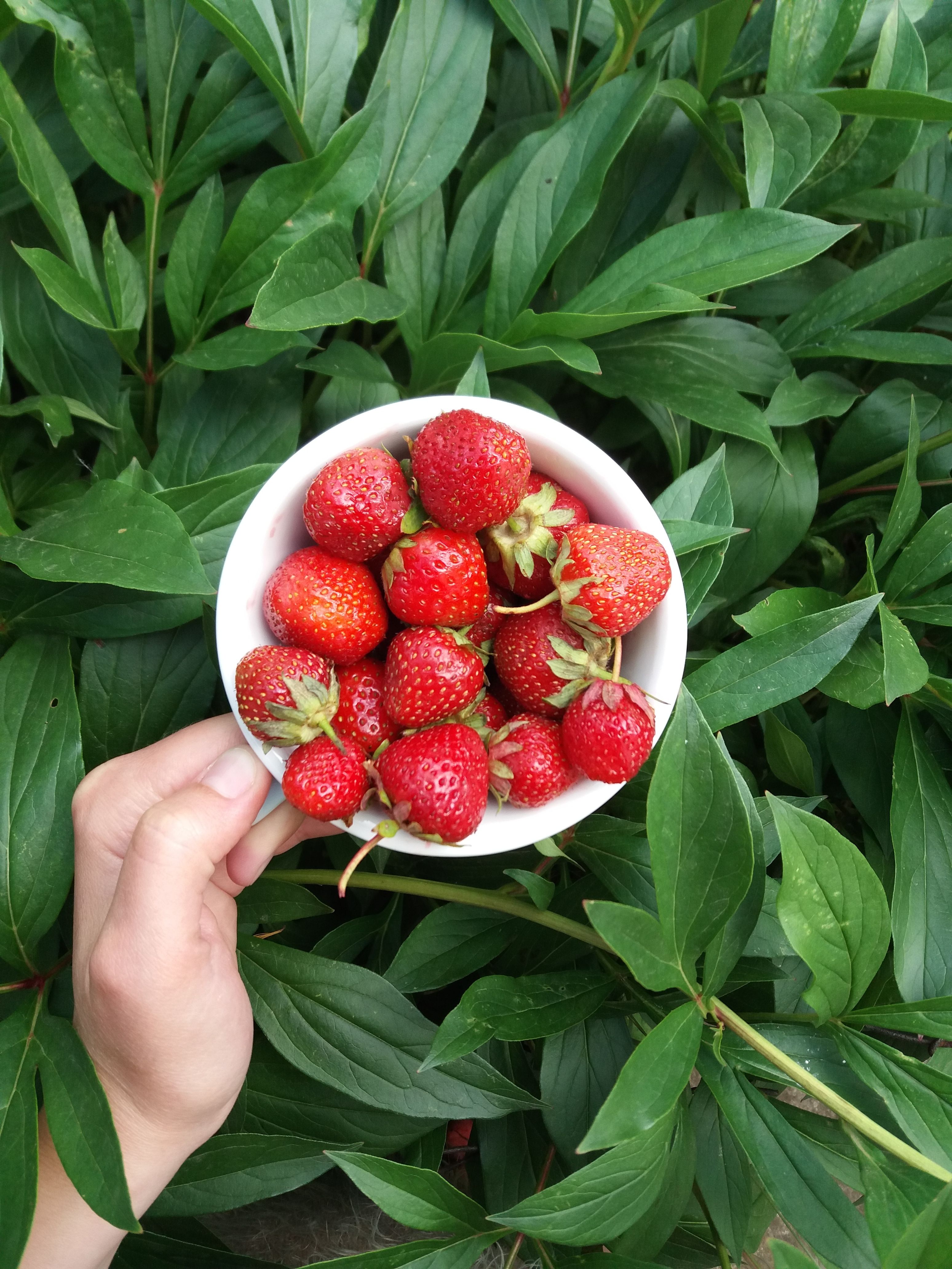Hand Grabbing Fruit · Free Stock Photo