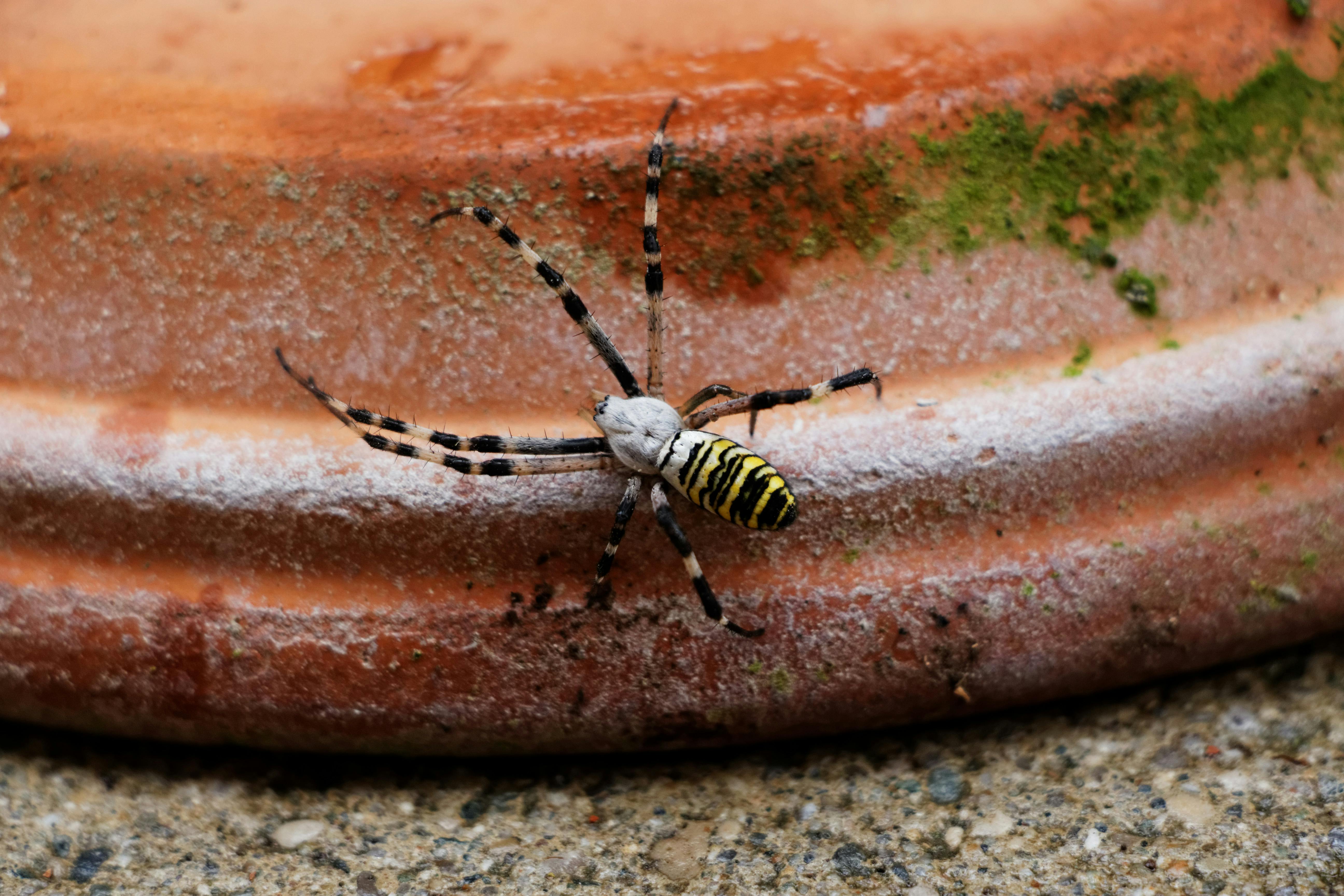 Wasp Spider on Clay Pot · Free Stock Photo