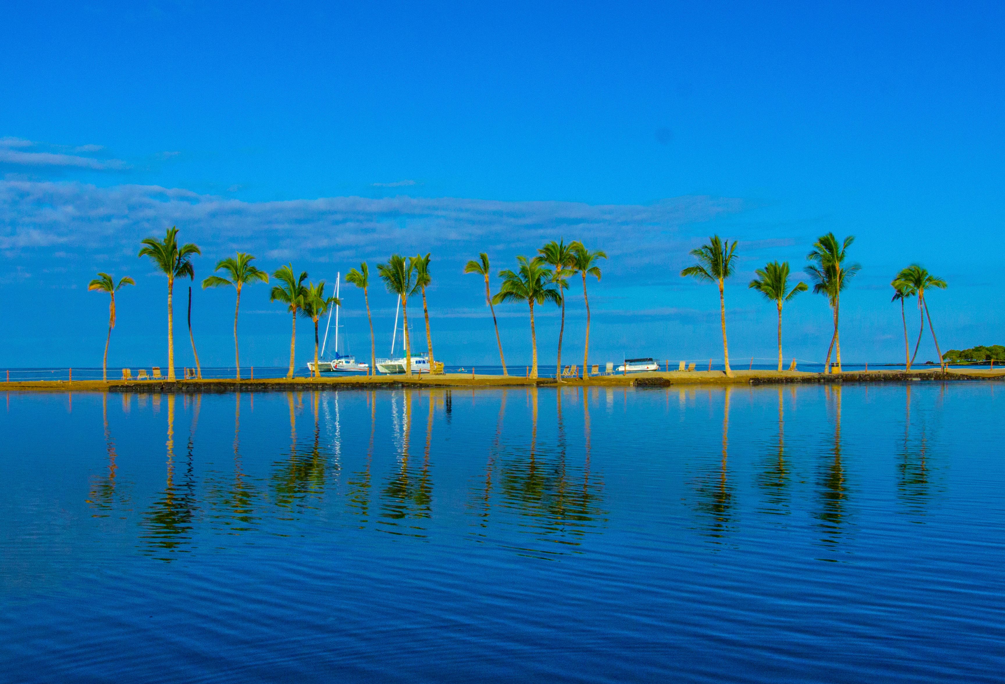 View of Palm Trees on a Shore Reflecting in the Water · Free Stock Photo