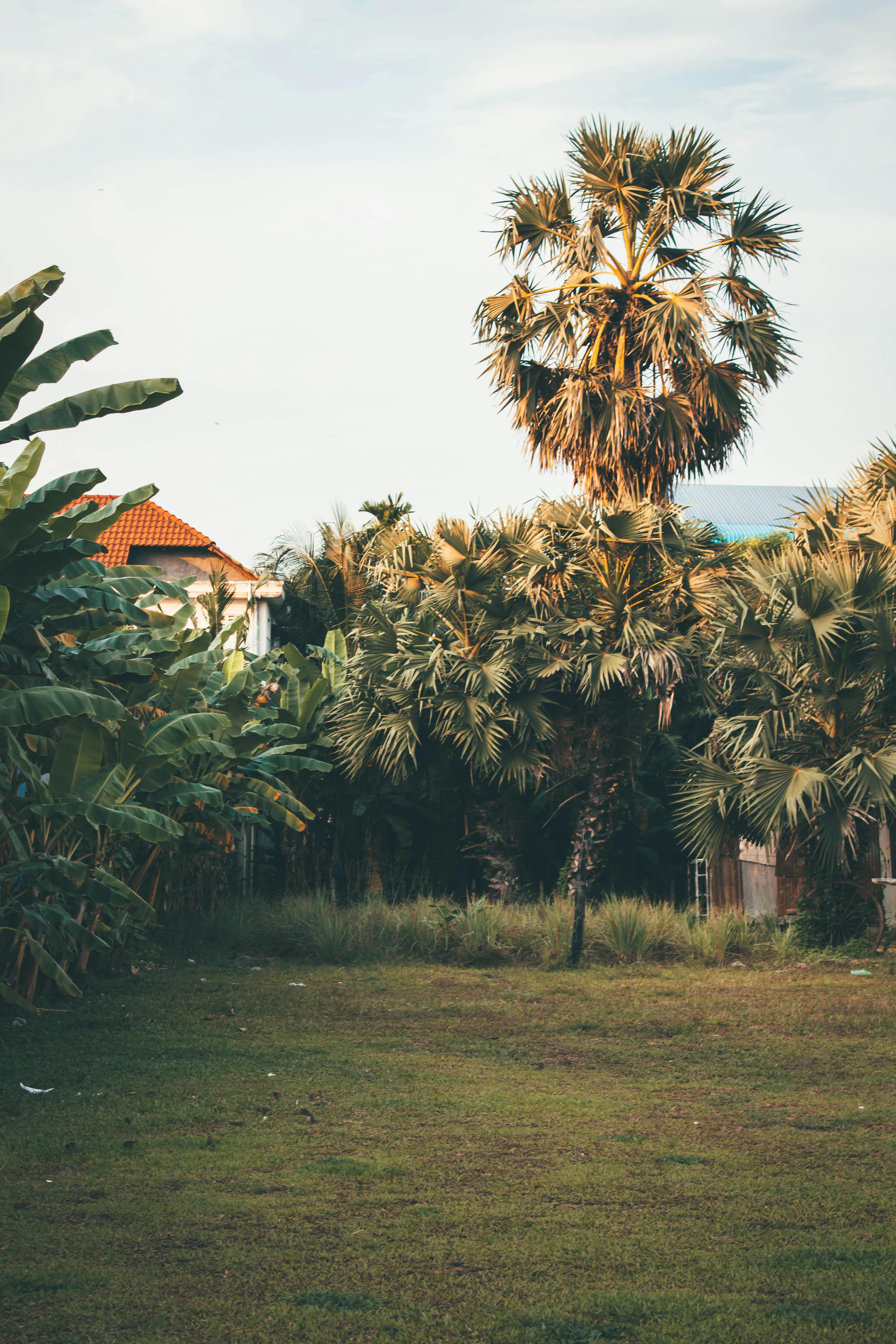 Palm Trees in the Yard · Free Stock Photo