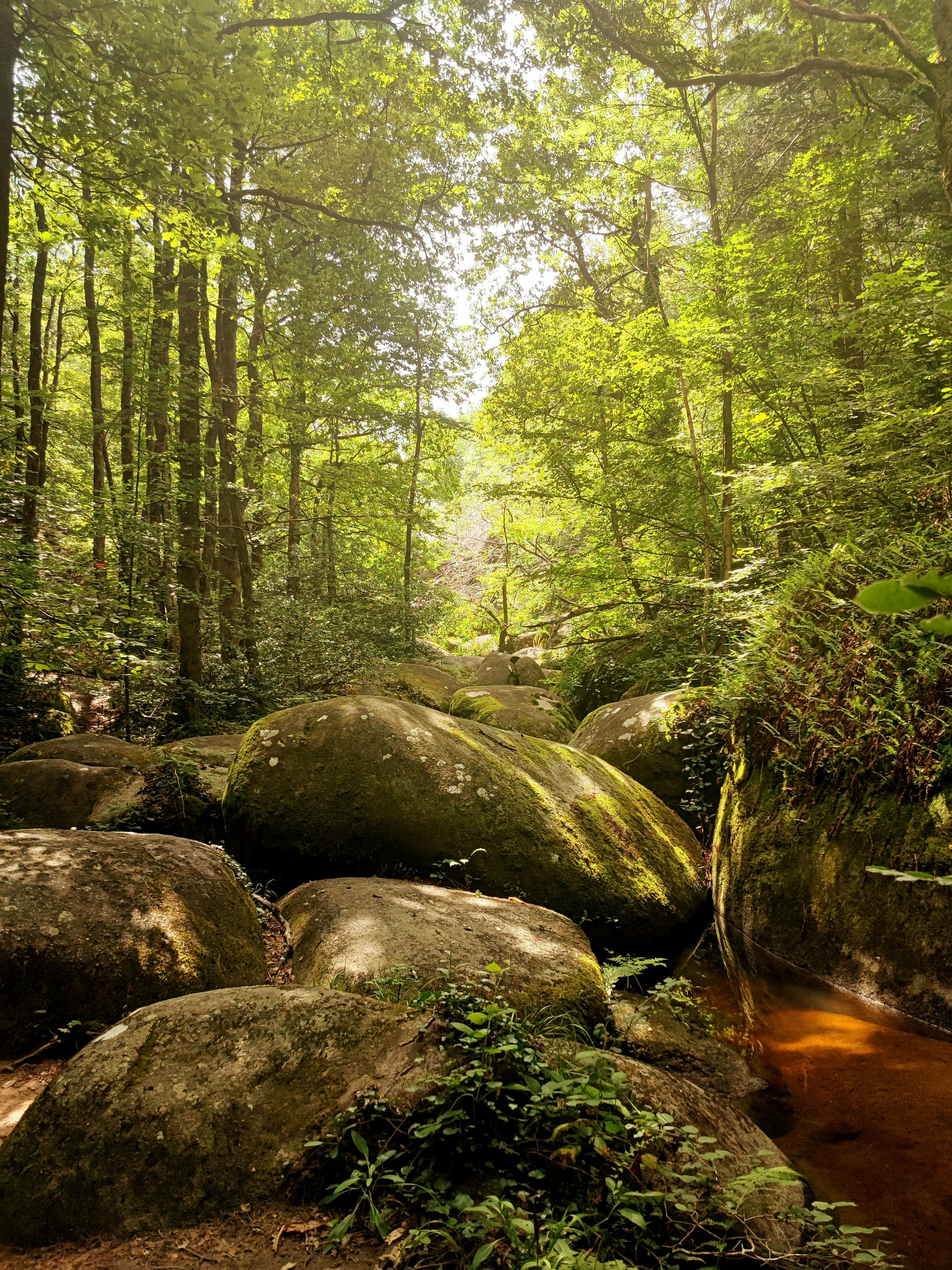 Big Mossy Rocks on the Stream Near Green Trees · Free Stock Photo