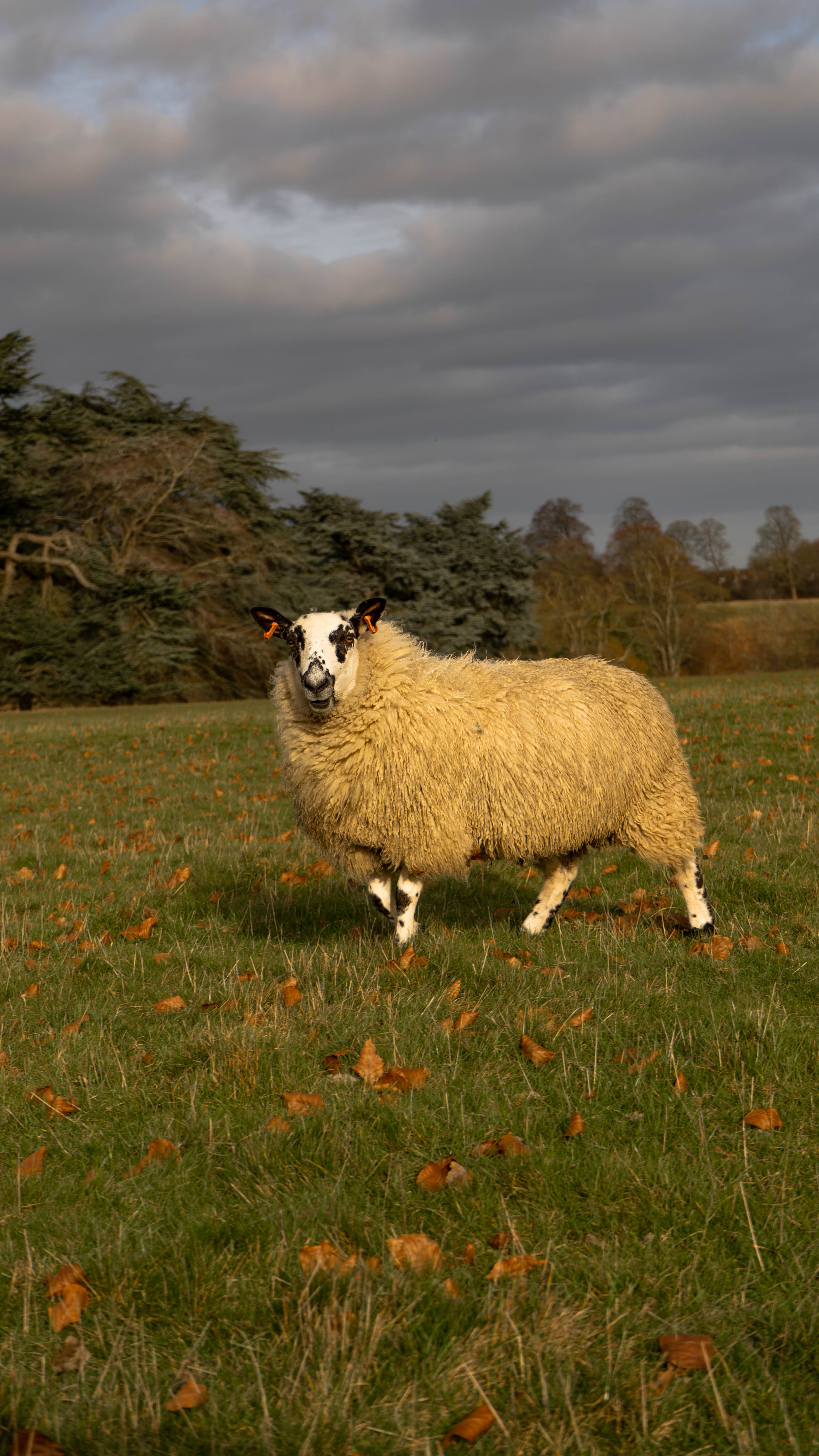 White Sheep on Green Grass Field Under Gray Clouds · Free Stock Photo