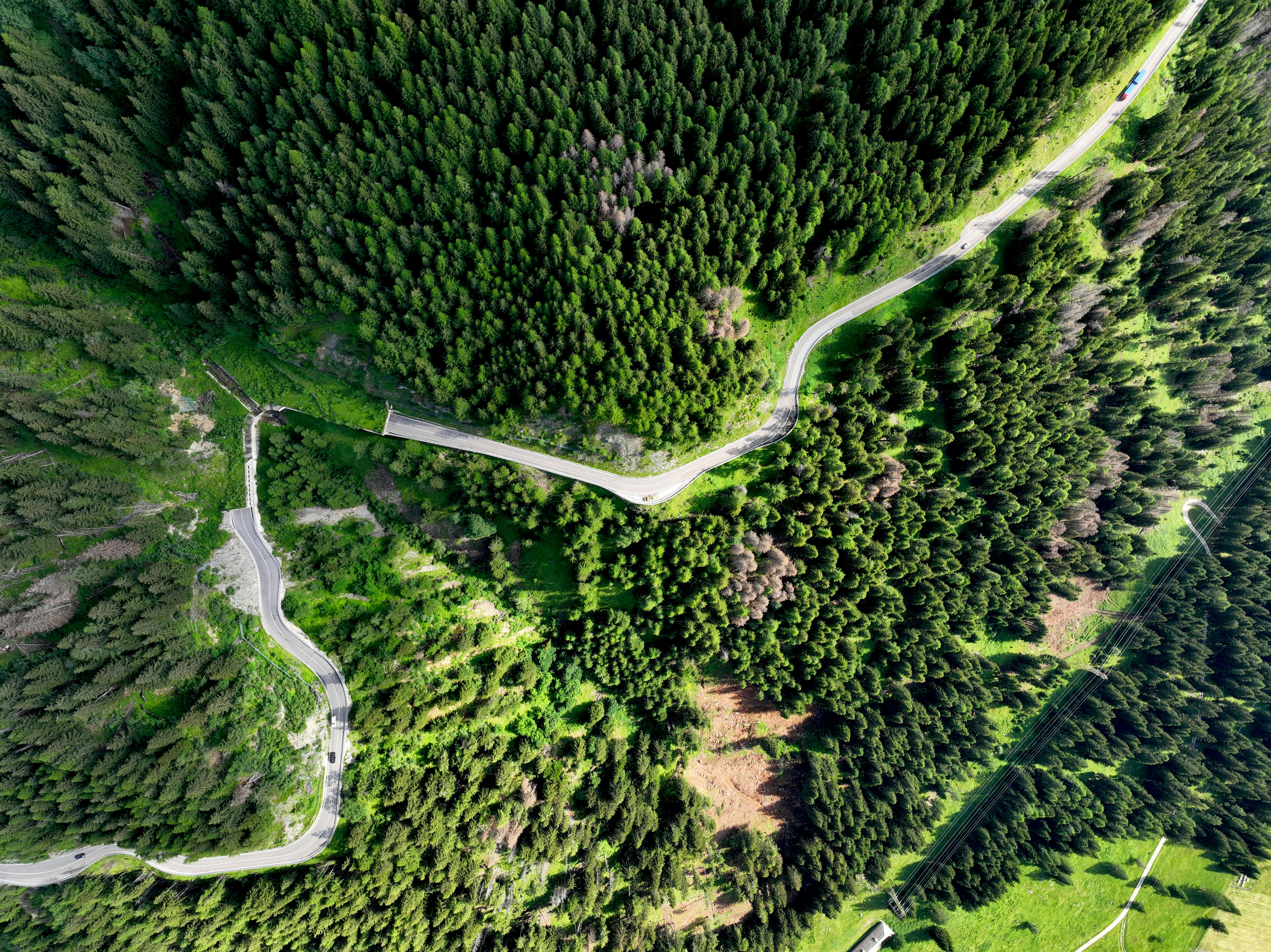 Aerial View of Green Trees · Free Stock Photo