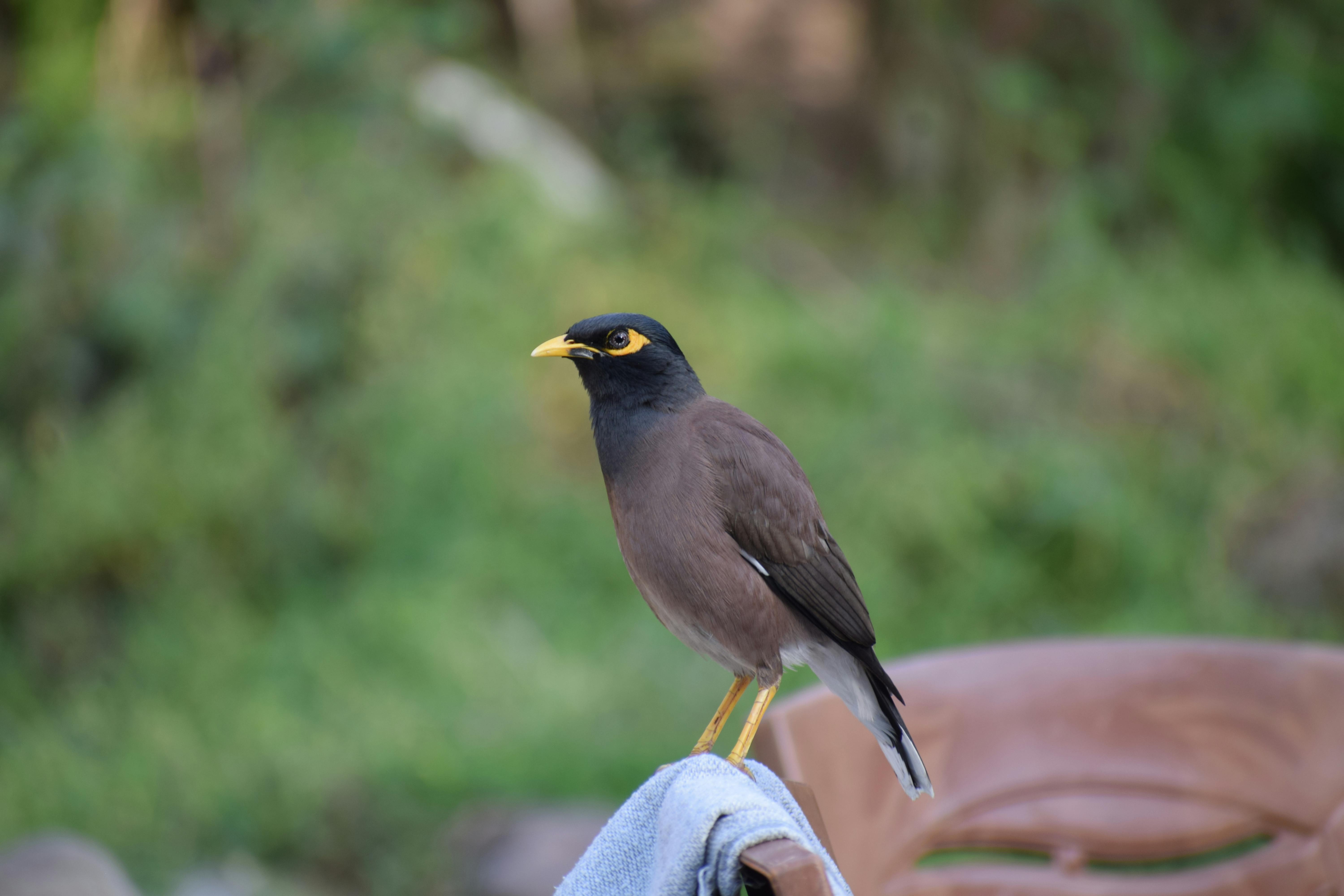 Myna Photos, Download The BEST Free Myna Stock Photos & HD Images