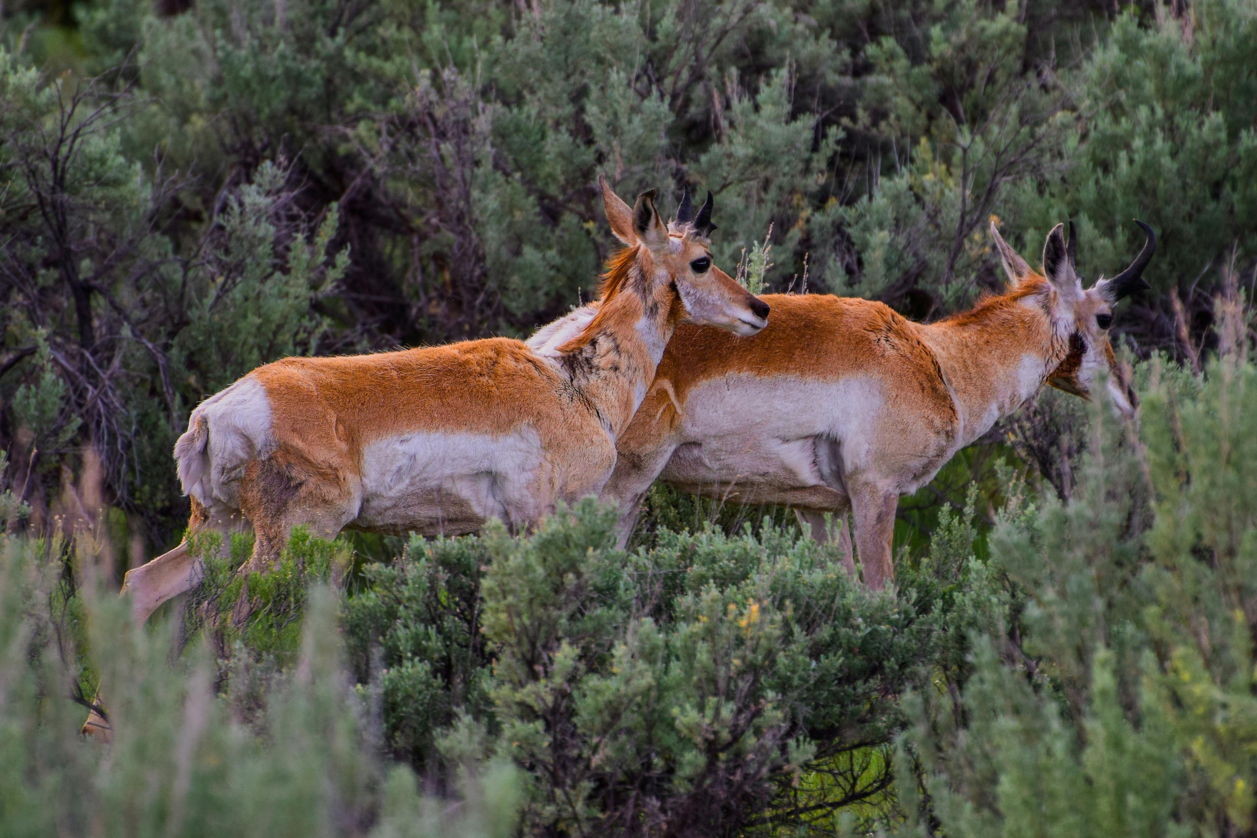 Restored Land Photos, Download Free Restored Land Stock Photos & HD Images