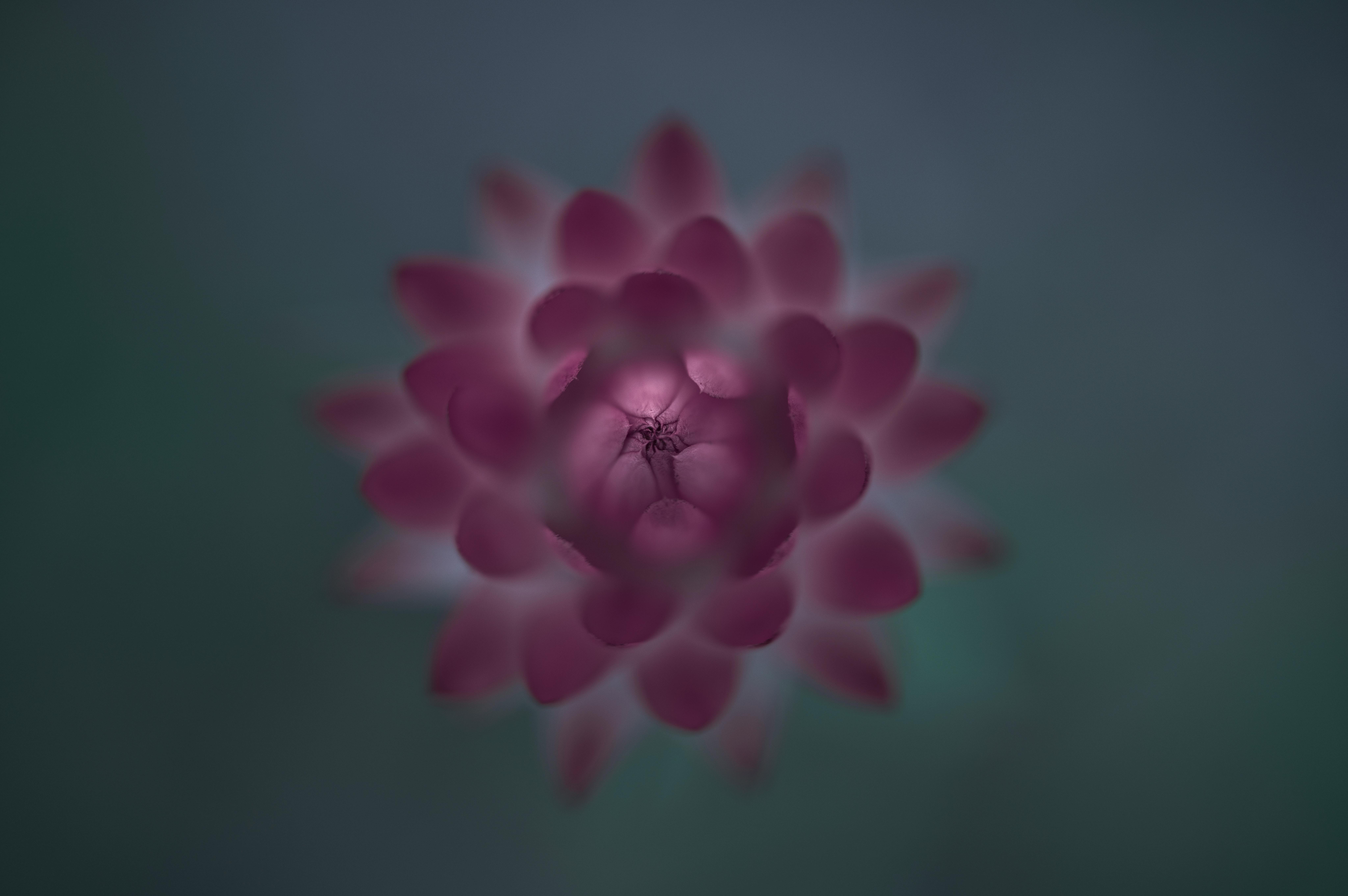 Close up of a Flower · Free Stock Photo