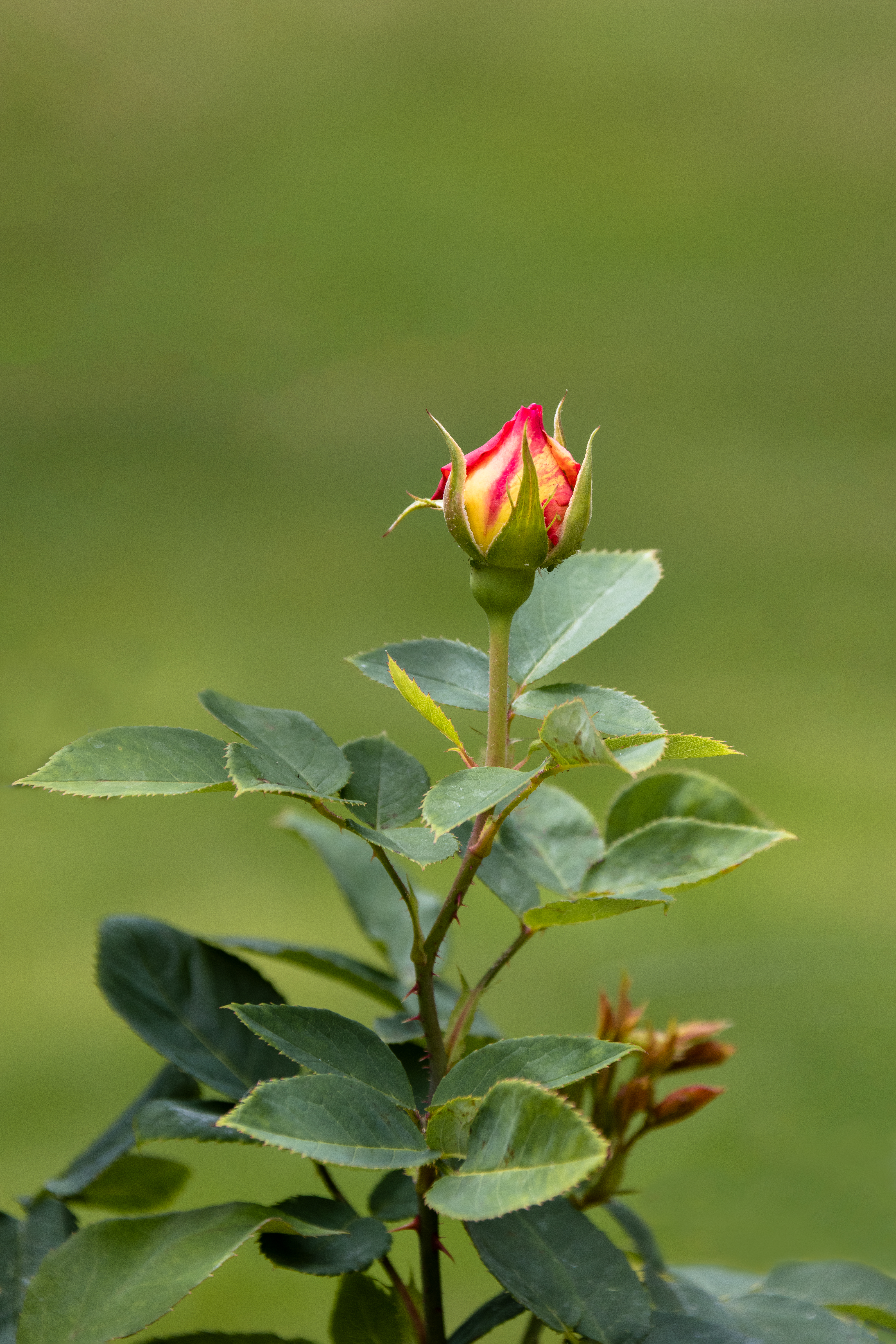 Close-Up Shot of a Blooming Rose Flower · Free Stock Photo