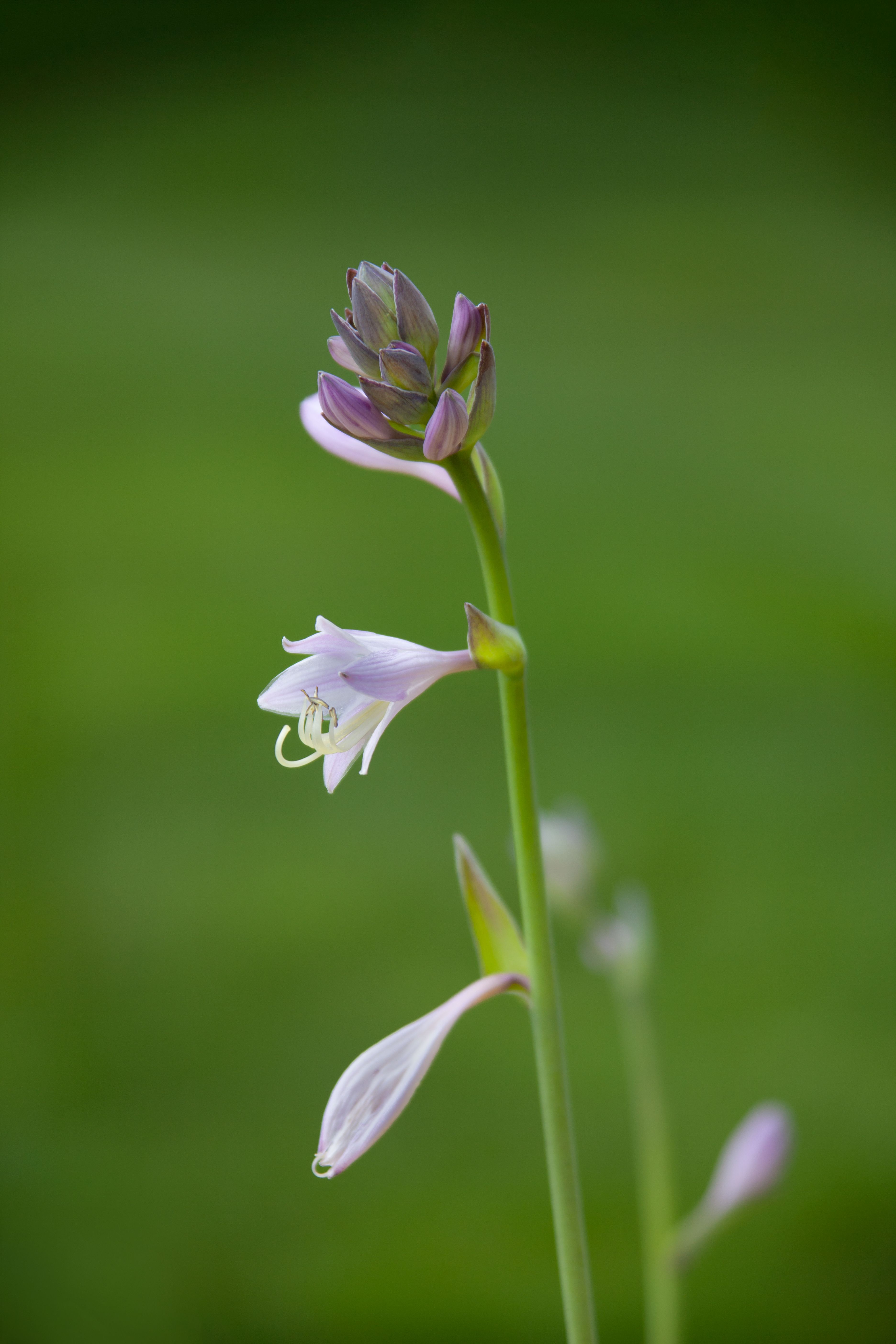 Hosta Capitata in Close-up Photography · Free Stock Photo