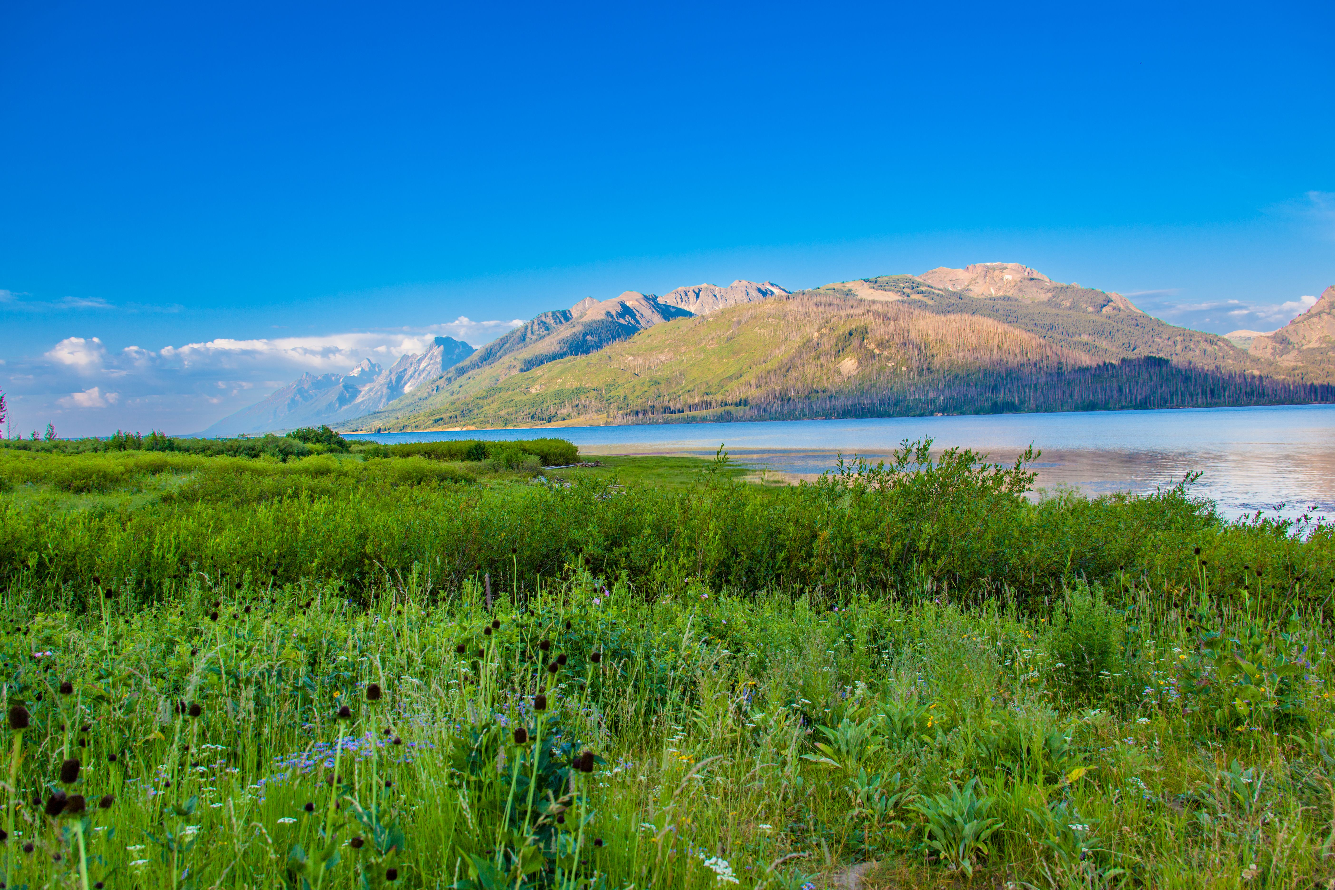 Green Grass Field Near Lake · Free Stock Photo