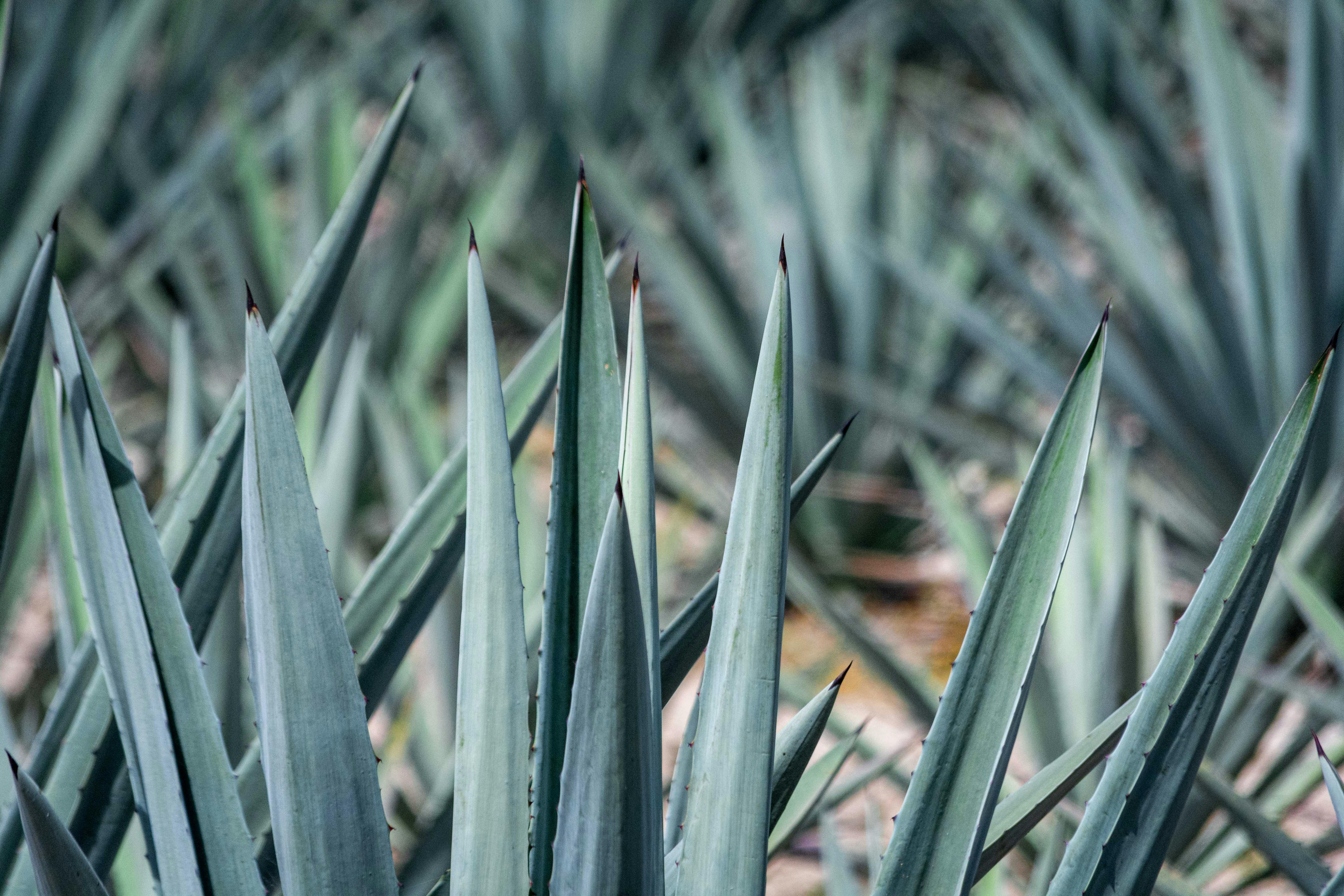 Close-Up Photography of Agave Plant · Free Stock Photo