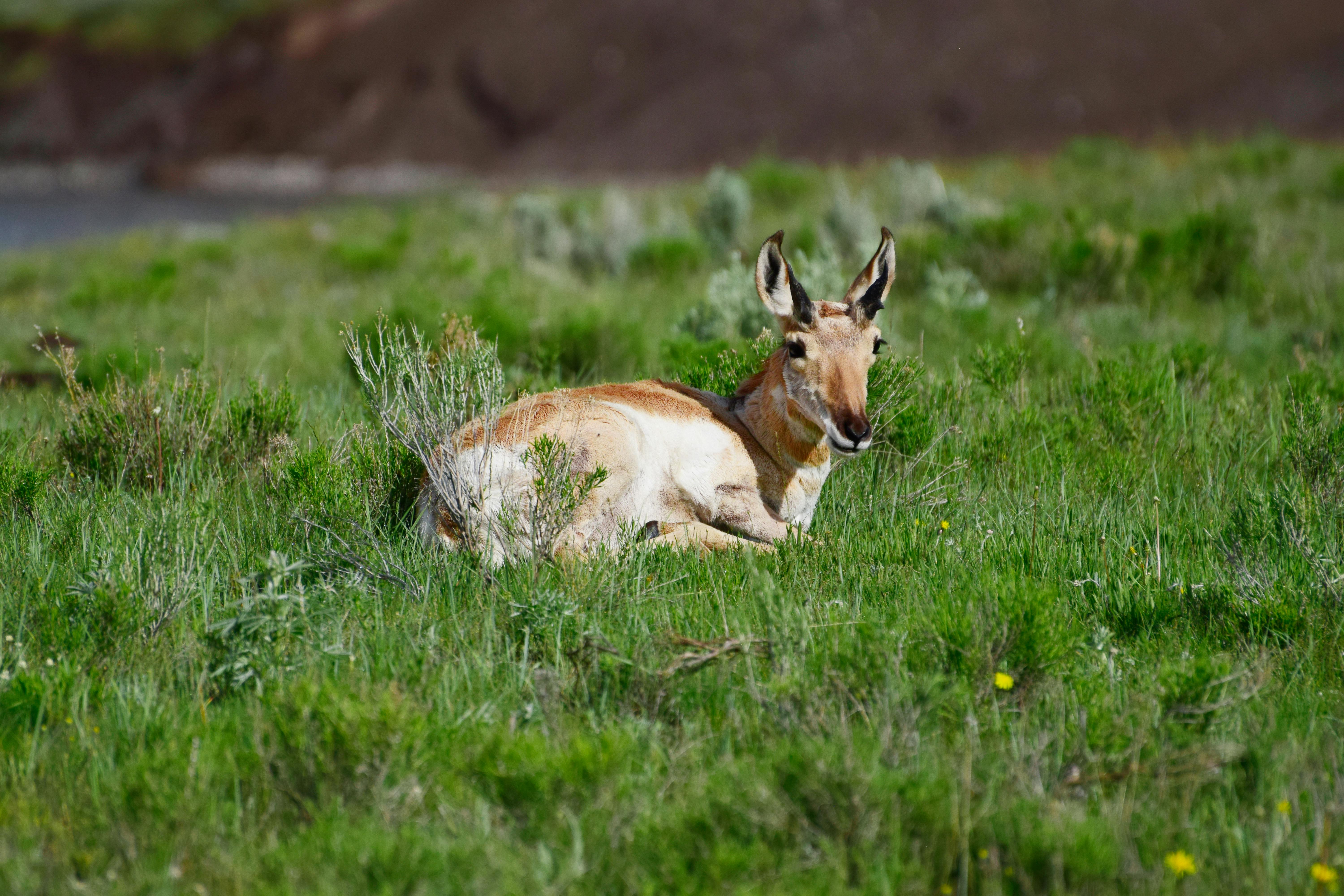Photo of an Antelope · Free Stock Photo