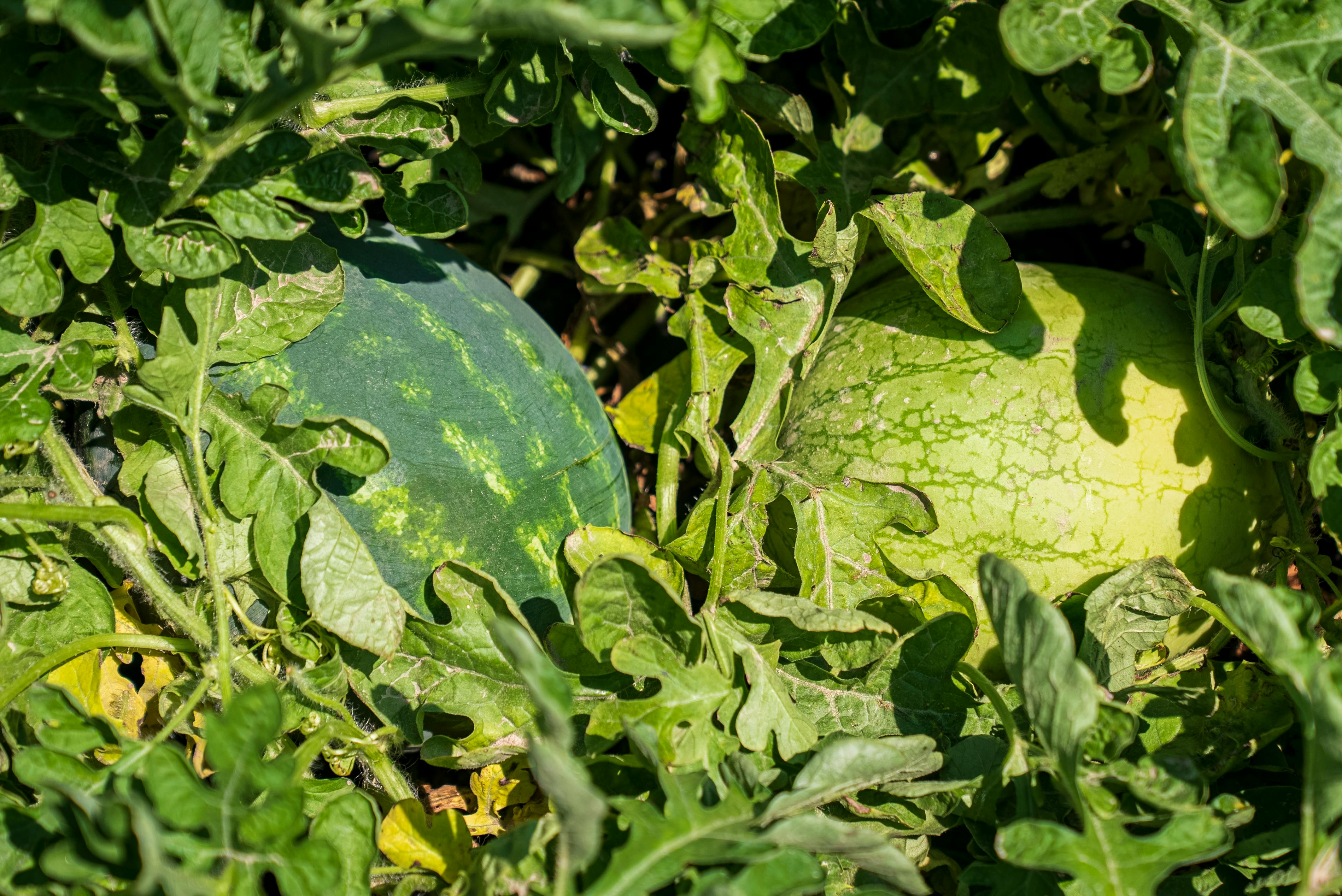 Watermelons 21 Photos & Videos Collected by Mark Stebnicki