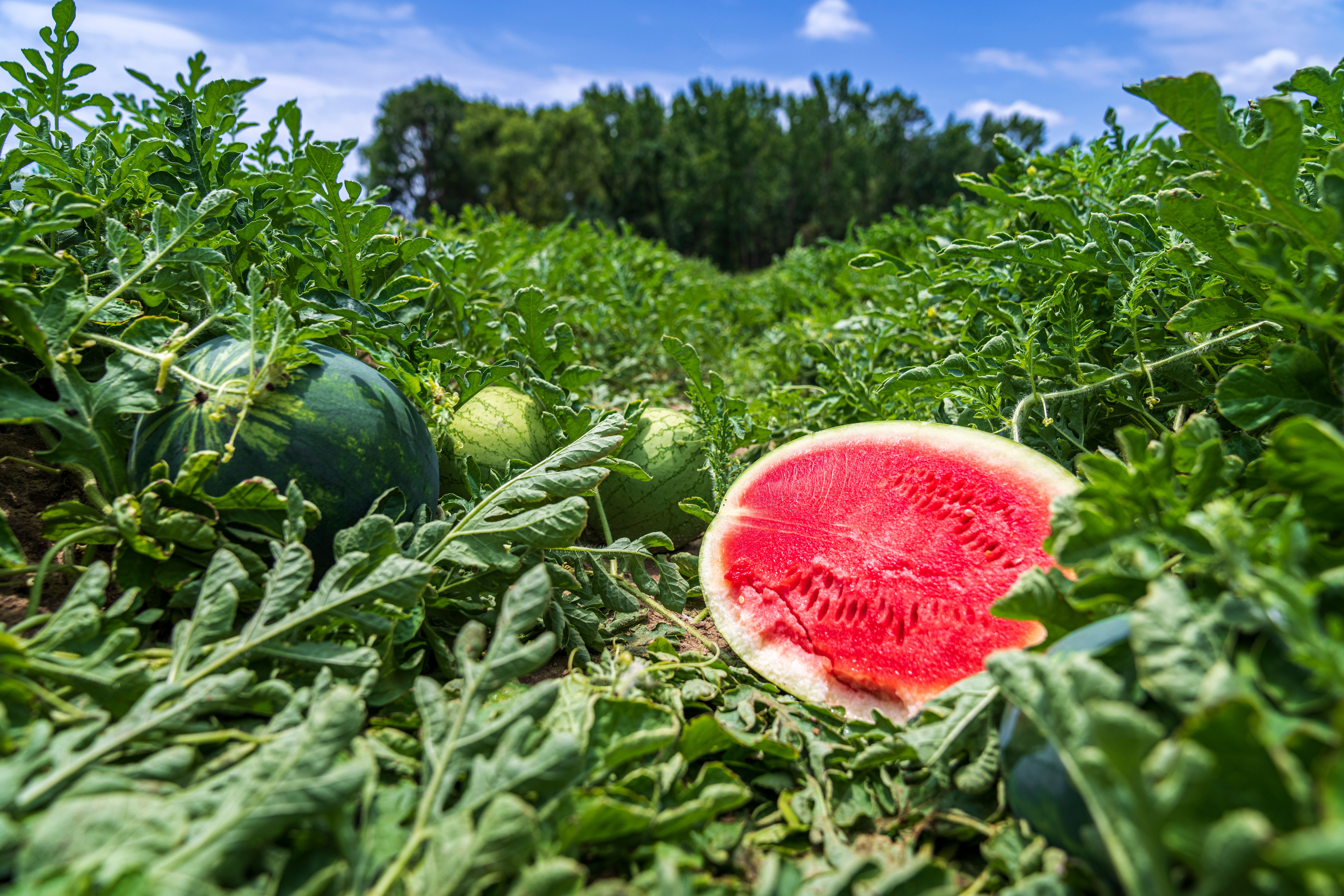 Watermelon on the Field · Free Stock Photo