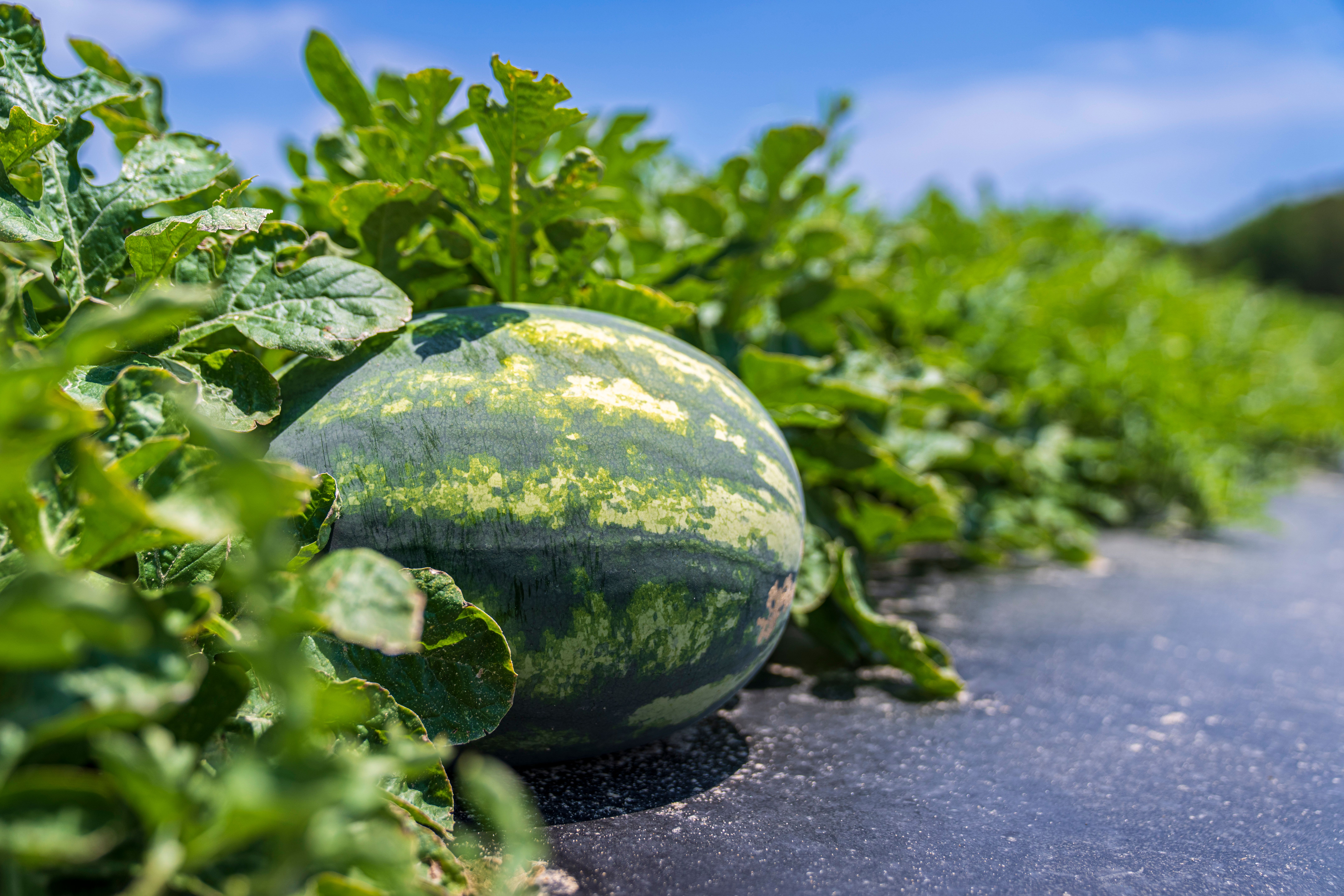 Free Watermelons in Field Stock Photo