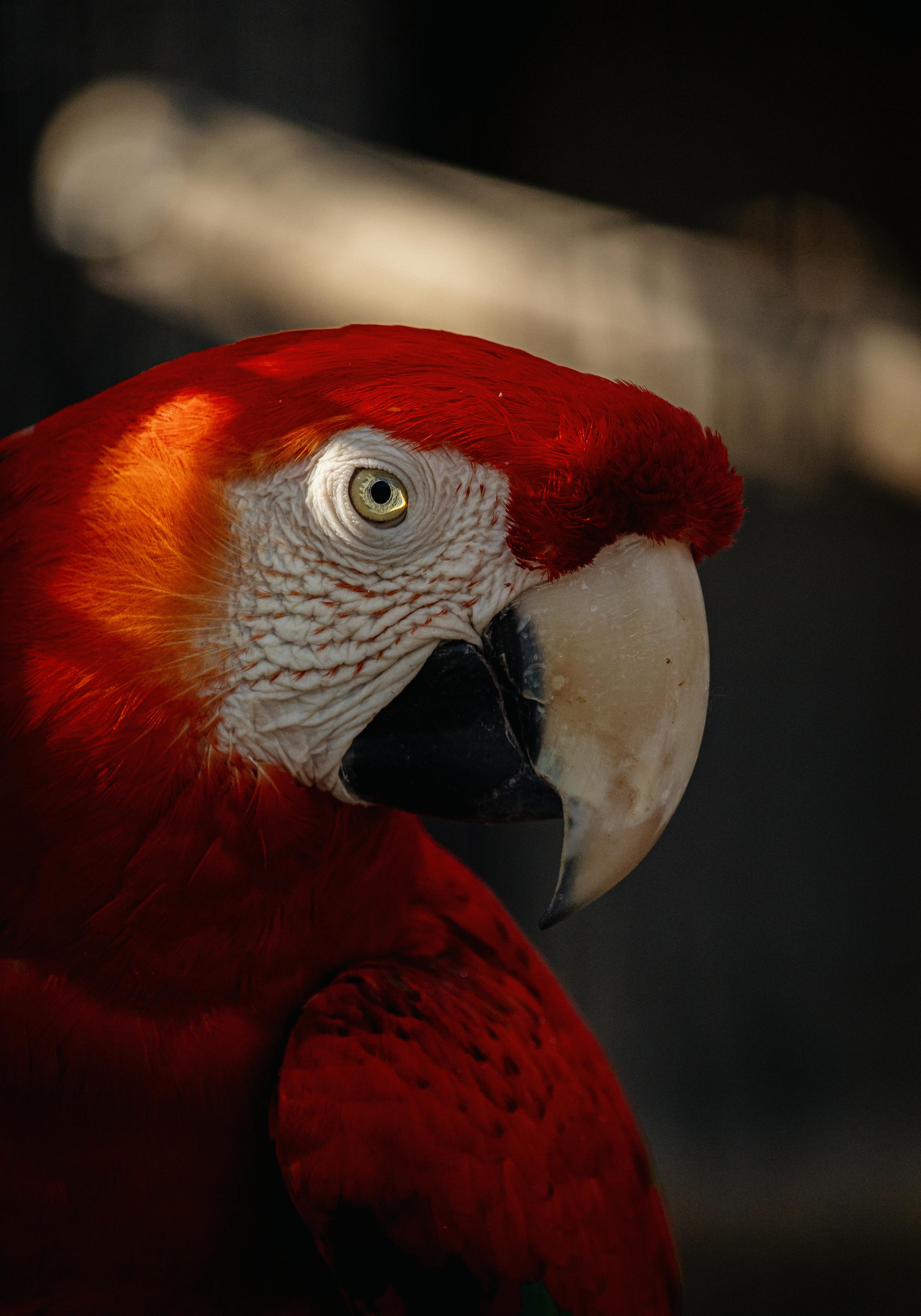 Macaw Parrot in Close Up · Free Stock Photo